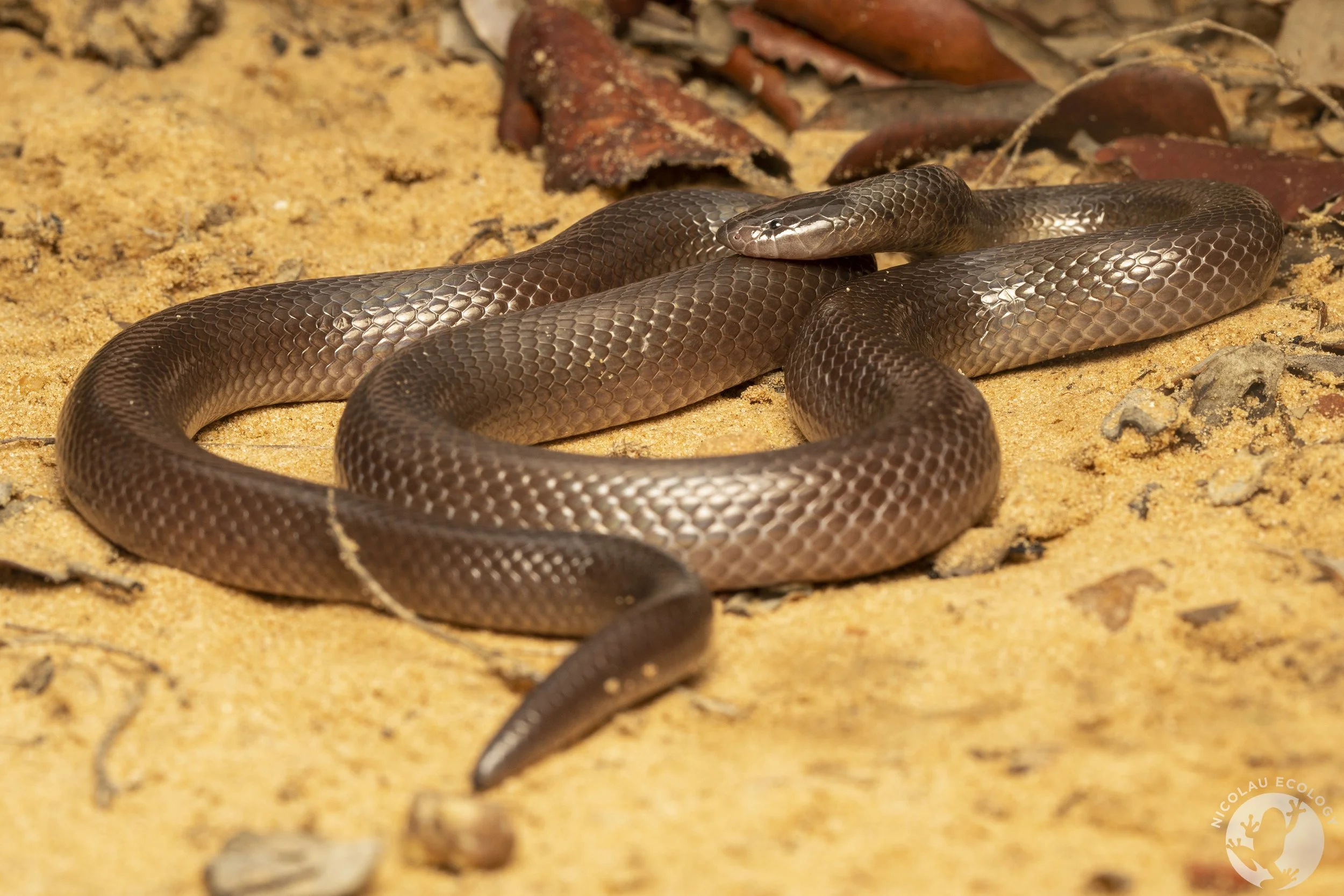 Atractaspis bibronii — NICOLAU ECOLOGY