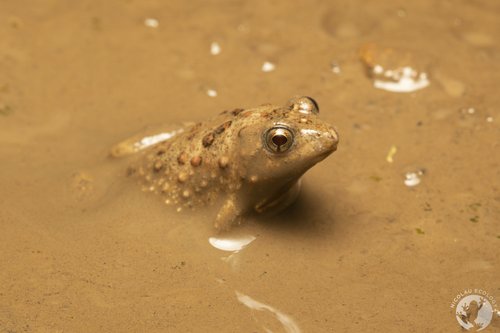 Phrynobatrachus natalensis - Snoring Puddle Frog — NICOLAU ECOLOGY