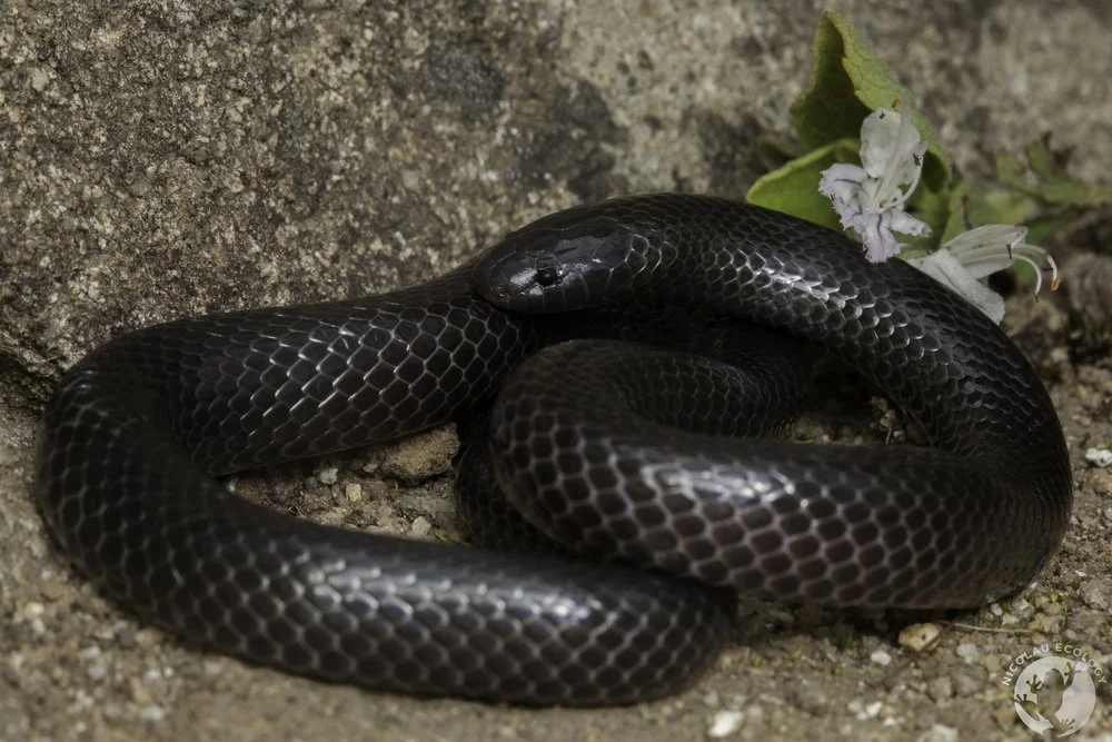 Snake Gallery: The world of African Snakes — NICOLAU ECOLOGY