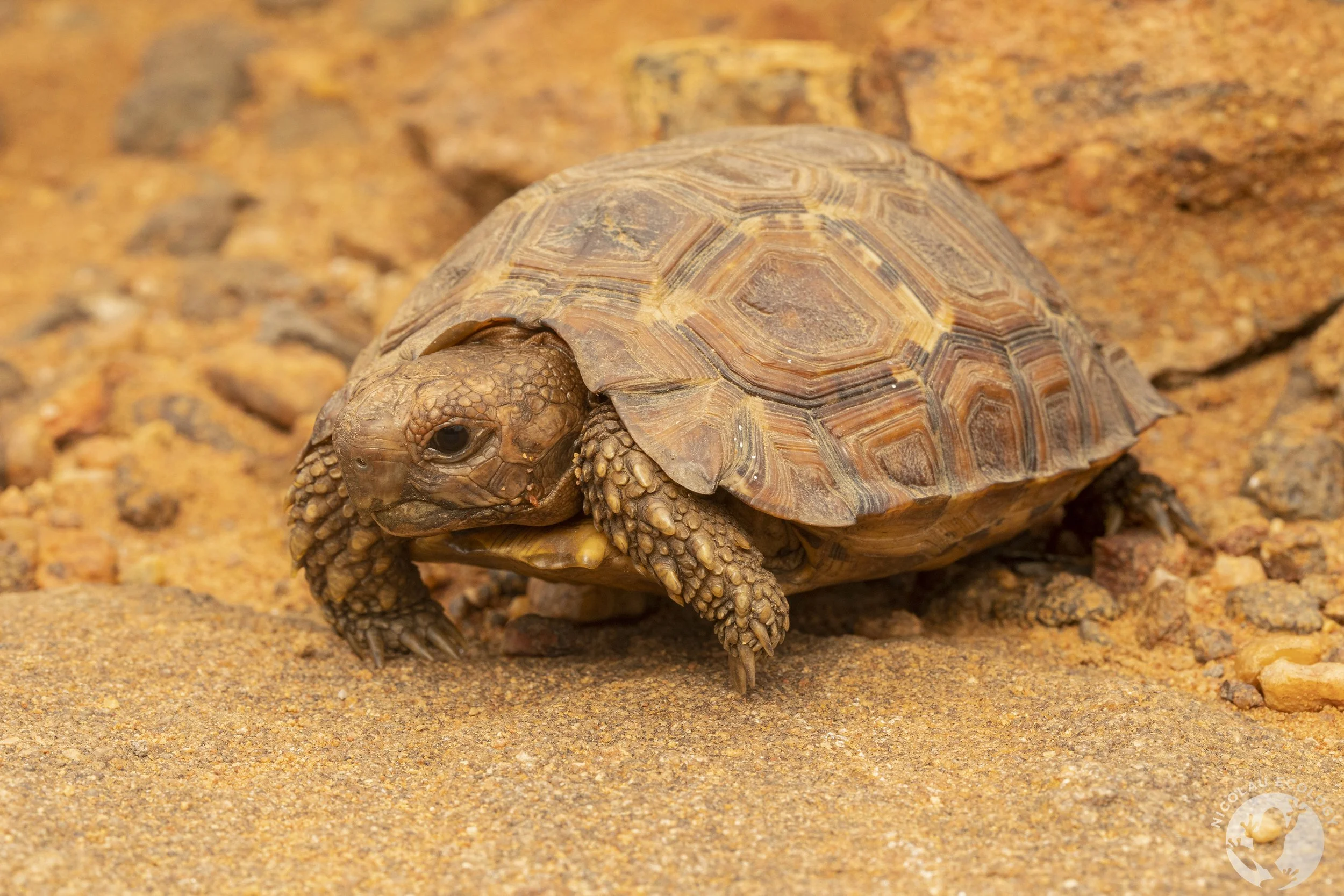Kinixys spekii - Speke's Hinged-Back Tortoise — NICOLAU ECOLOGY