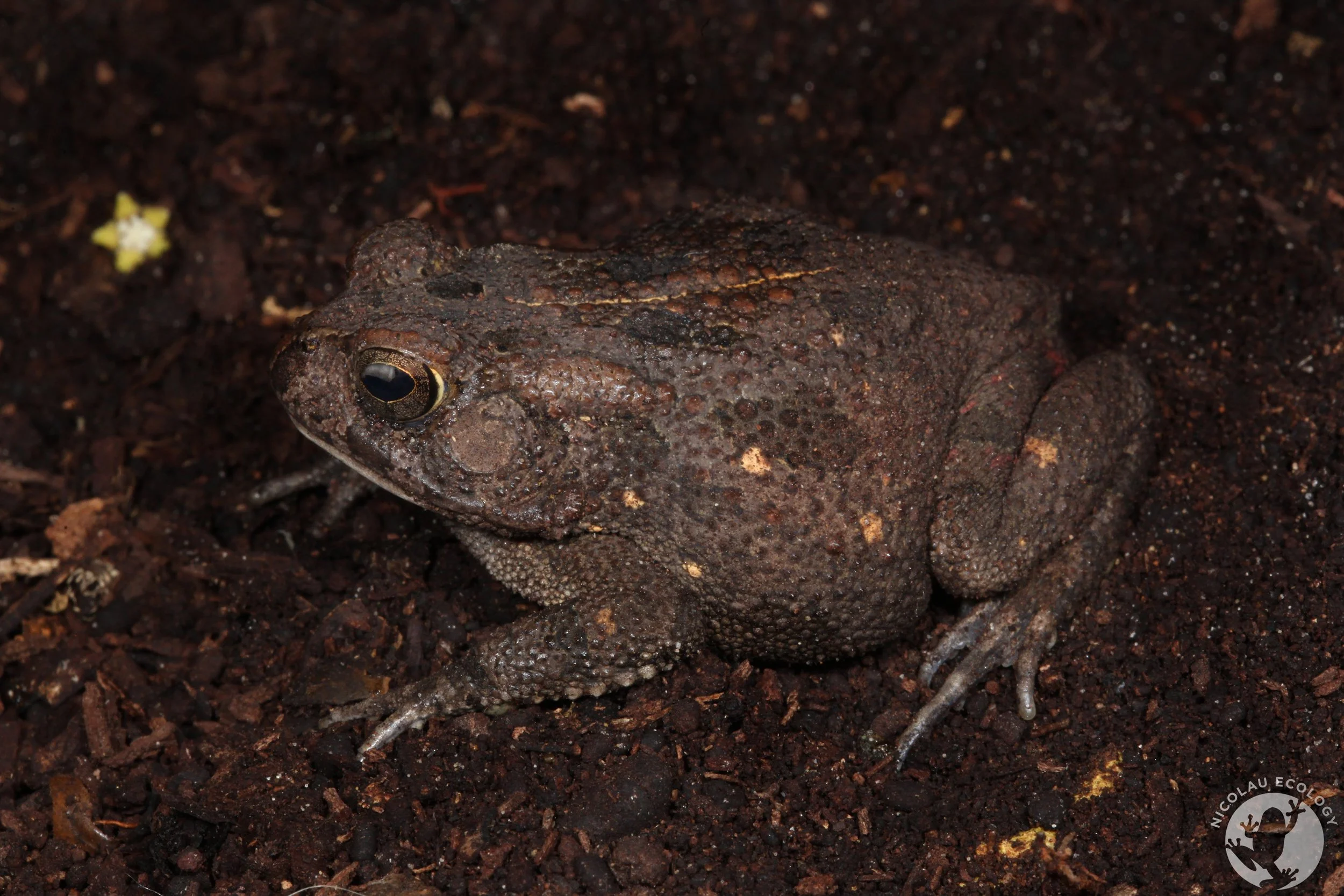Sclerophrys gutturalis - Guttural Toad — NICOLAU ECOLOGY