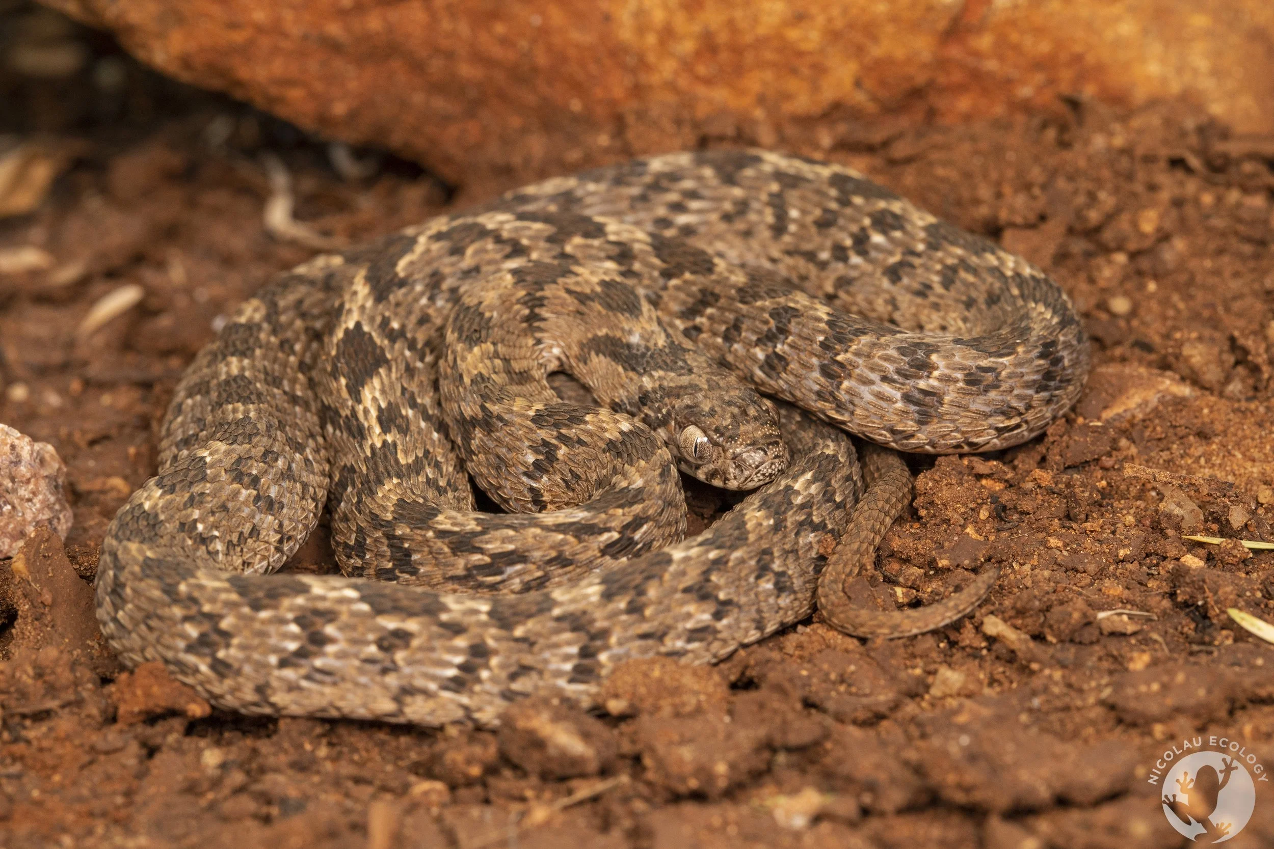 Dasypeltis scabra — NICOLAU ECOLOGY