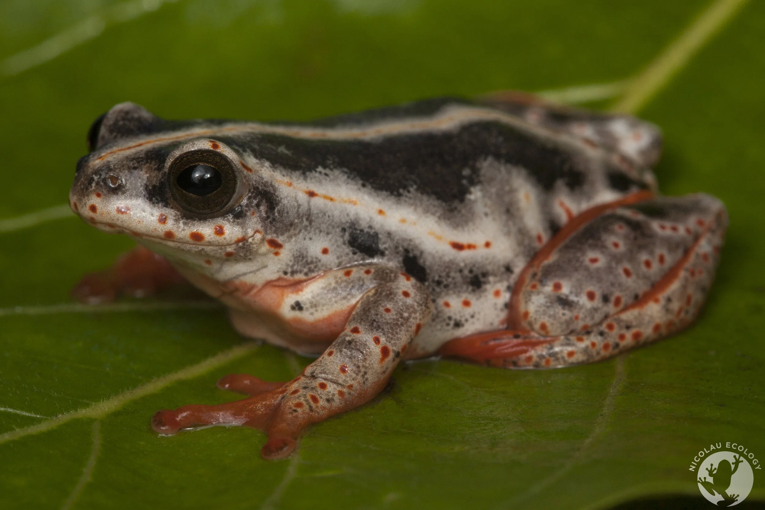 Hyperolius horstockii — NICOLAU ECOLOGY