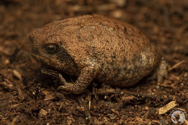 Breviceps montanus - Mountain Rain Frog — NICOLAU ECOLOGY