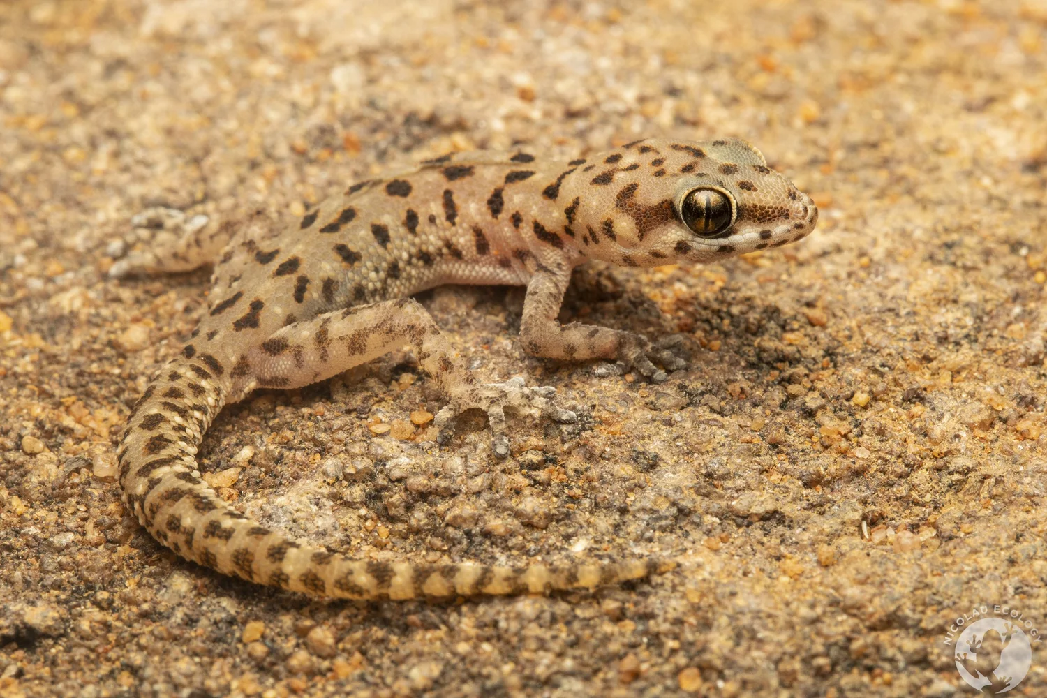 Pachydactylus affinis - Transvaal Gecko — NICOLAU ECOLOGY
