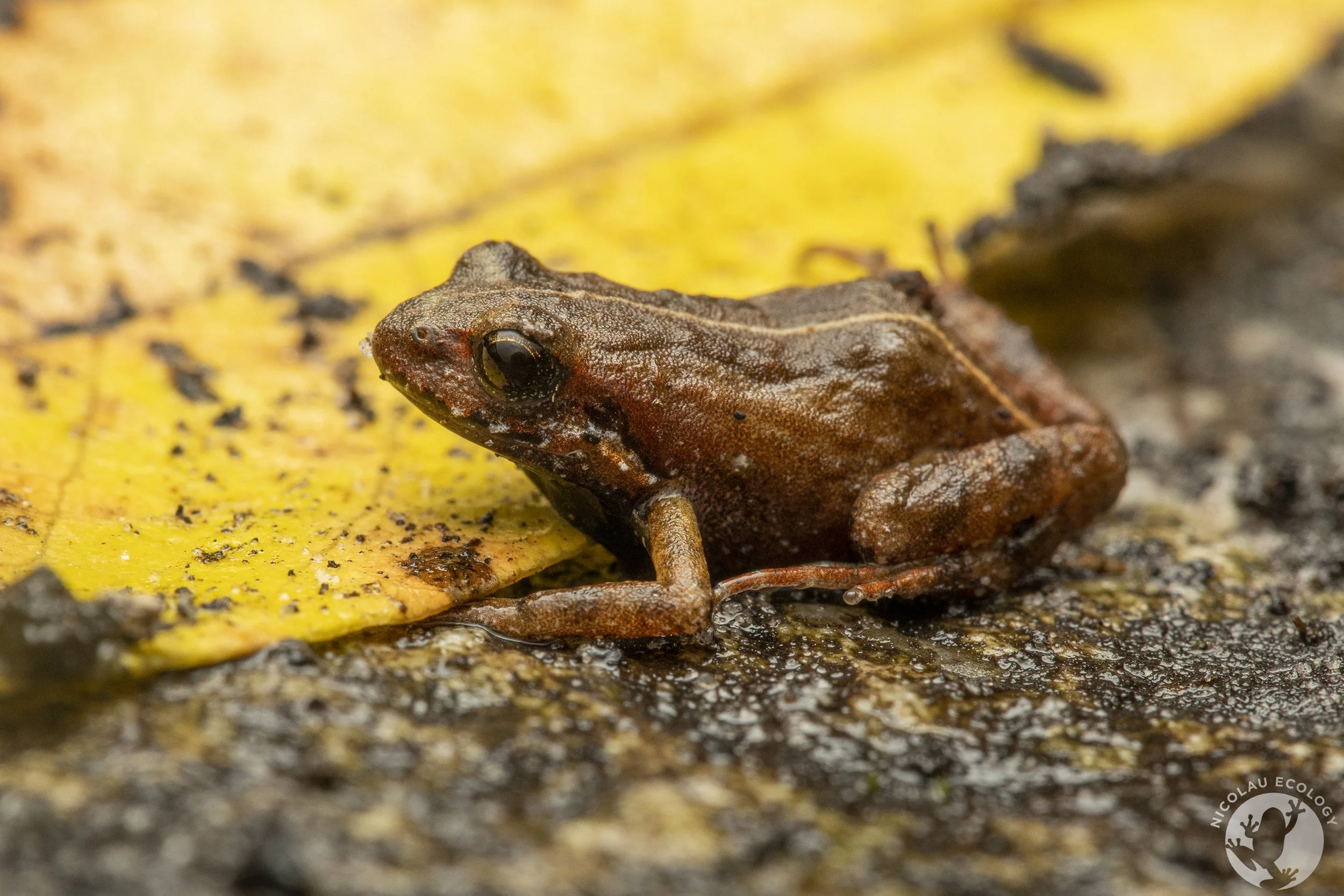 Arthroleptella villiersi - De Villiers' Moss Frog — NICOLAU ECOLOGY