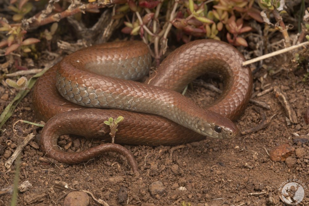 Duberria lutrix — NICOLAU ECOLOGY