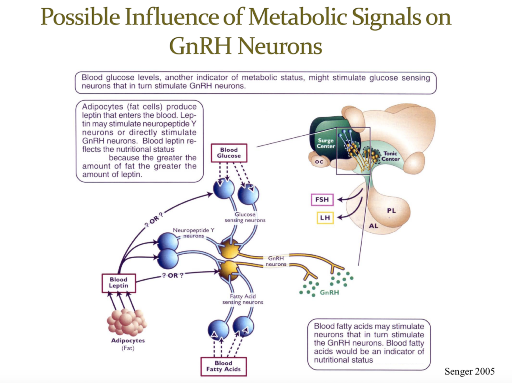 The Triggers That Start Puberty. — Andréas Astier