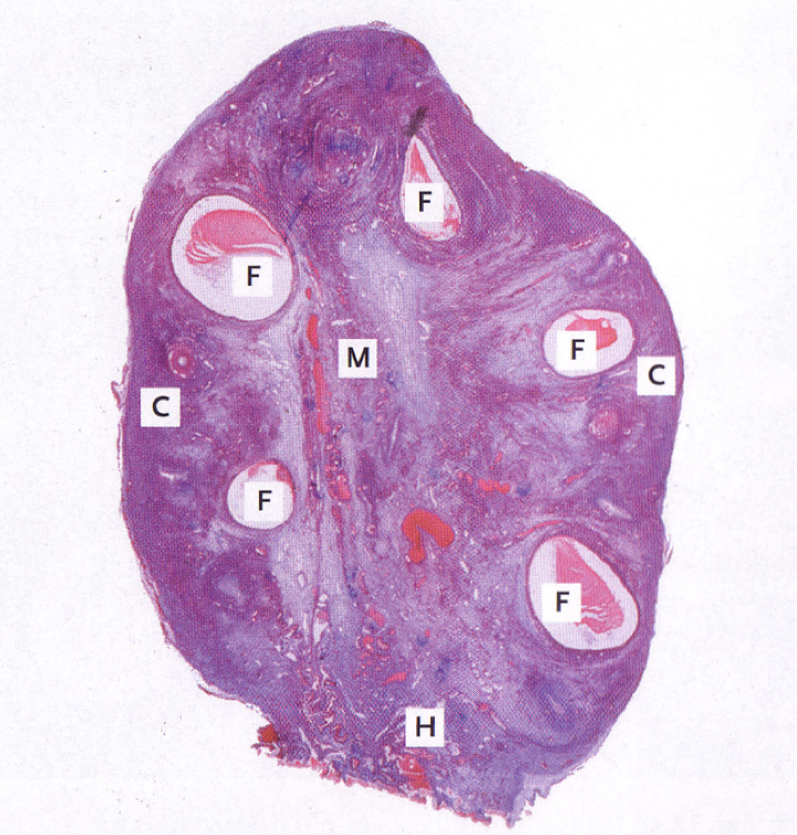 Menopause — Its Triggers to Start a Complicated System. — Andréas Astier