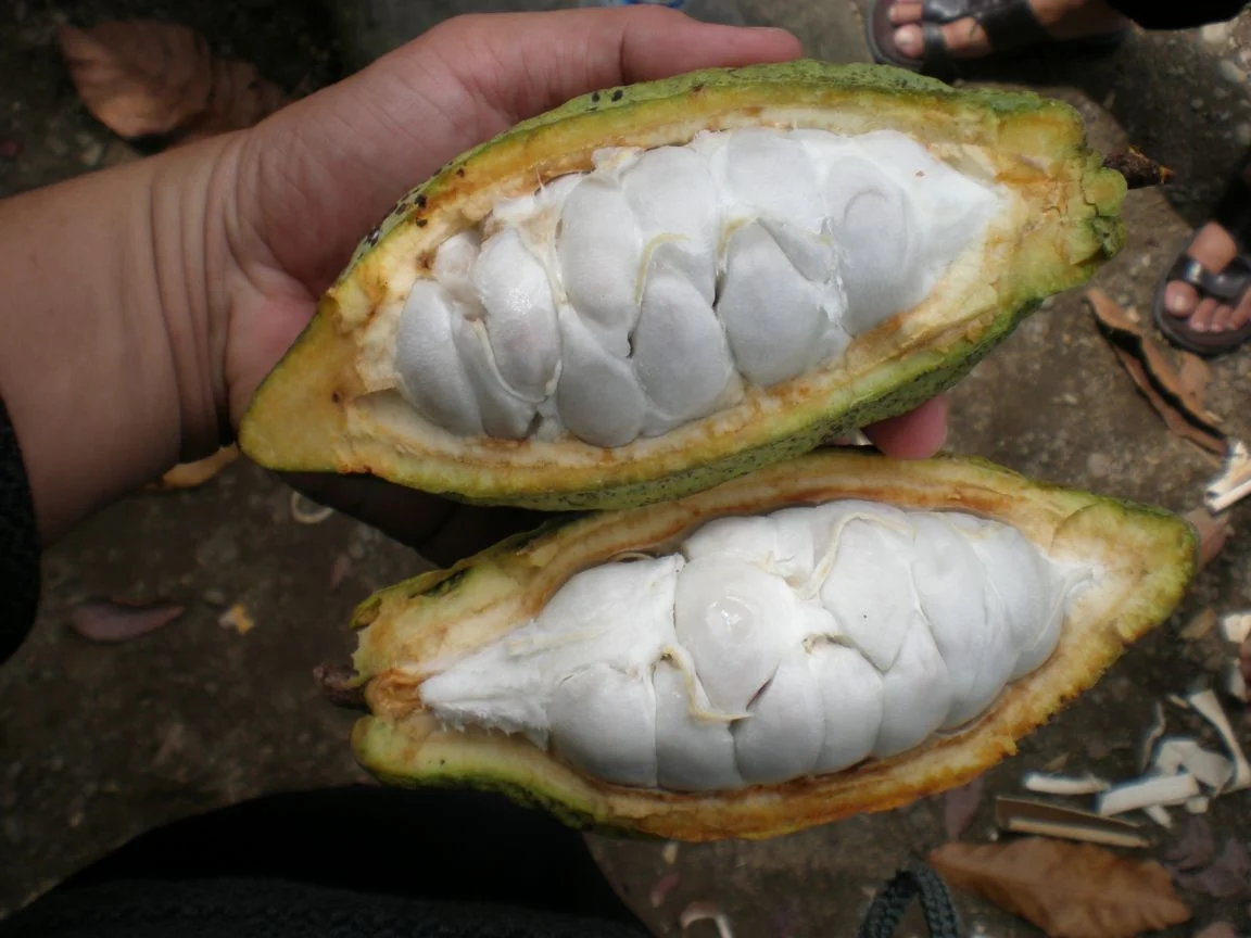 From Cacao Pods to Delicious Chocolate Bars, Réunion Island. — Andréas ...