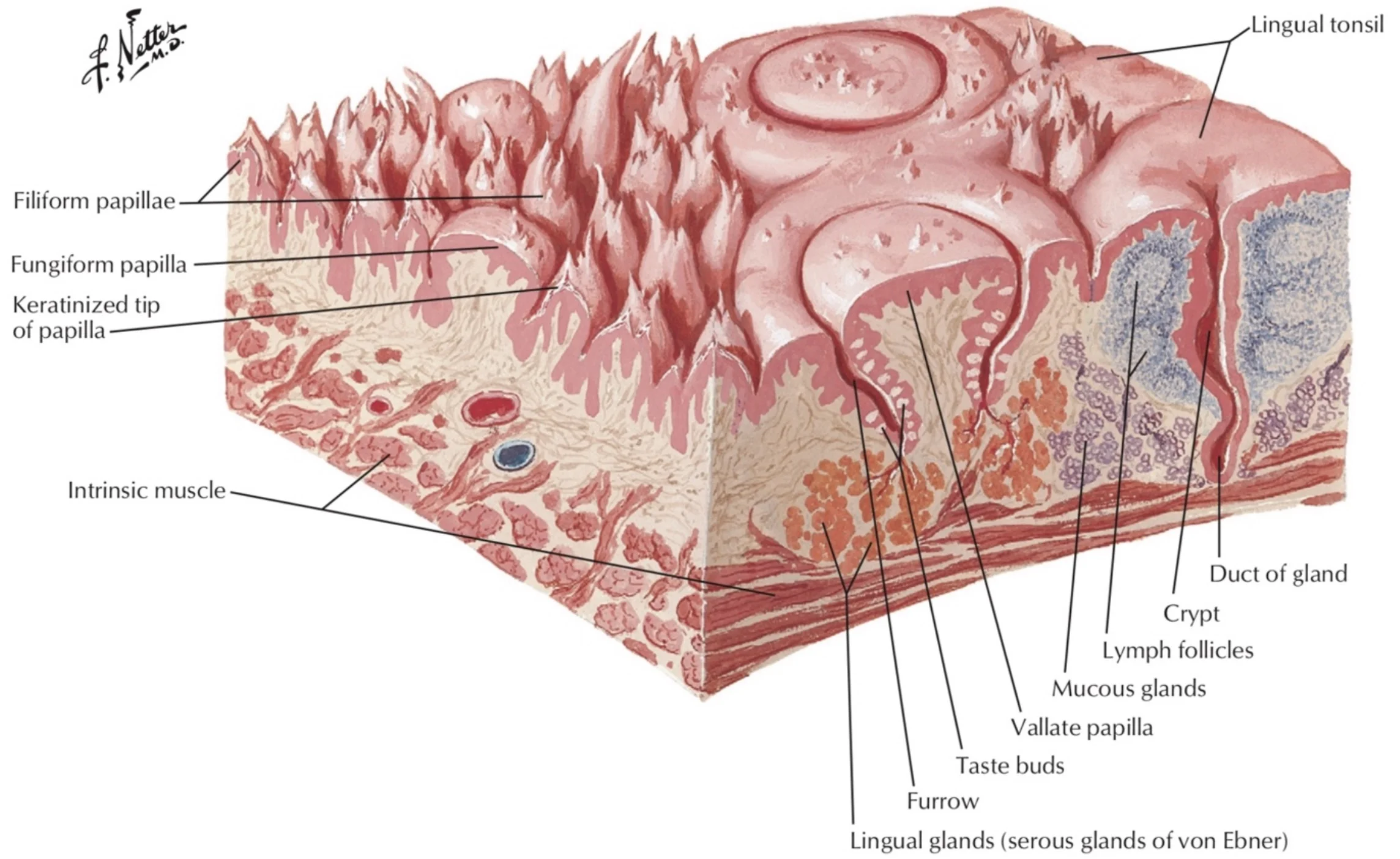 Tongue Anatomy Papillae Tongue Anatomy Slide Inforgraphics & Slides