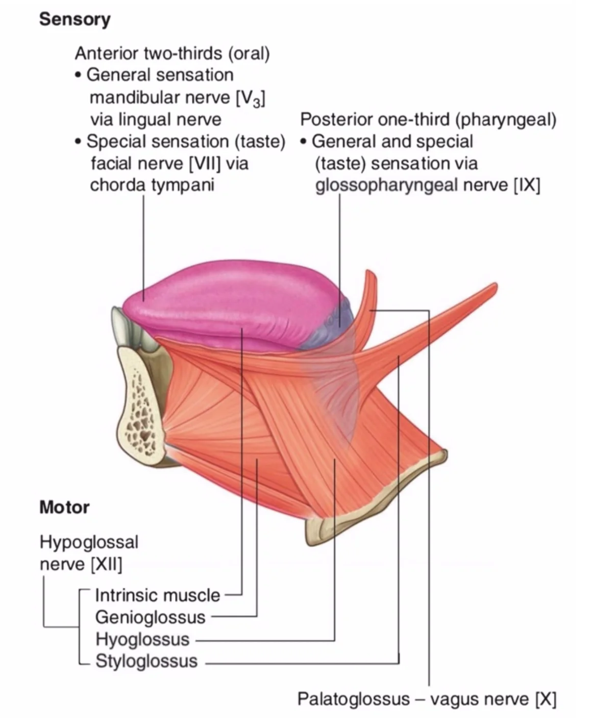 The Wonders of the Tongue — Its Muscles with Motor and Sensory Nerve ...