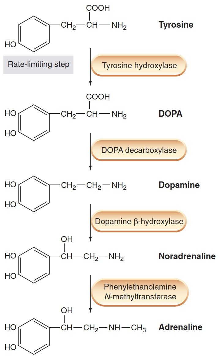 Norepinephrine Synthesis