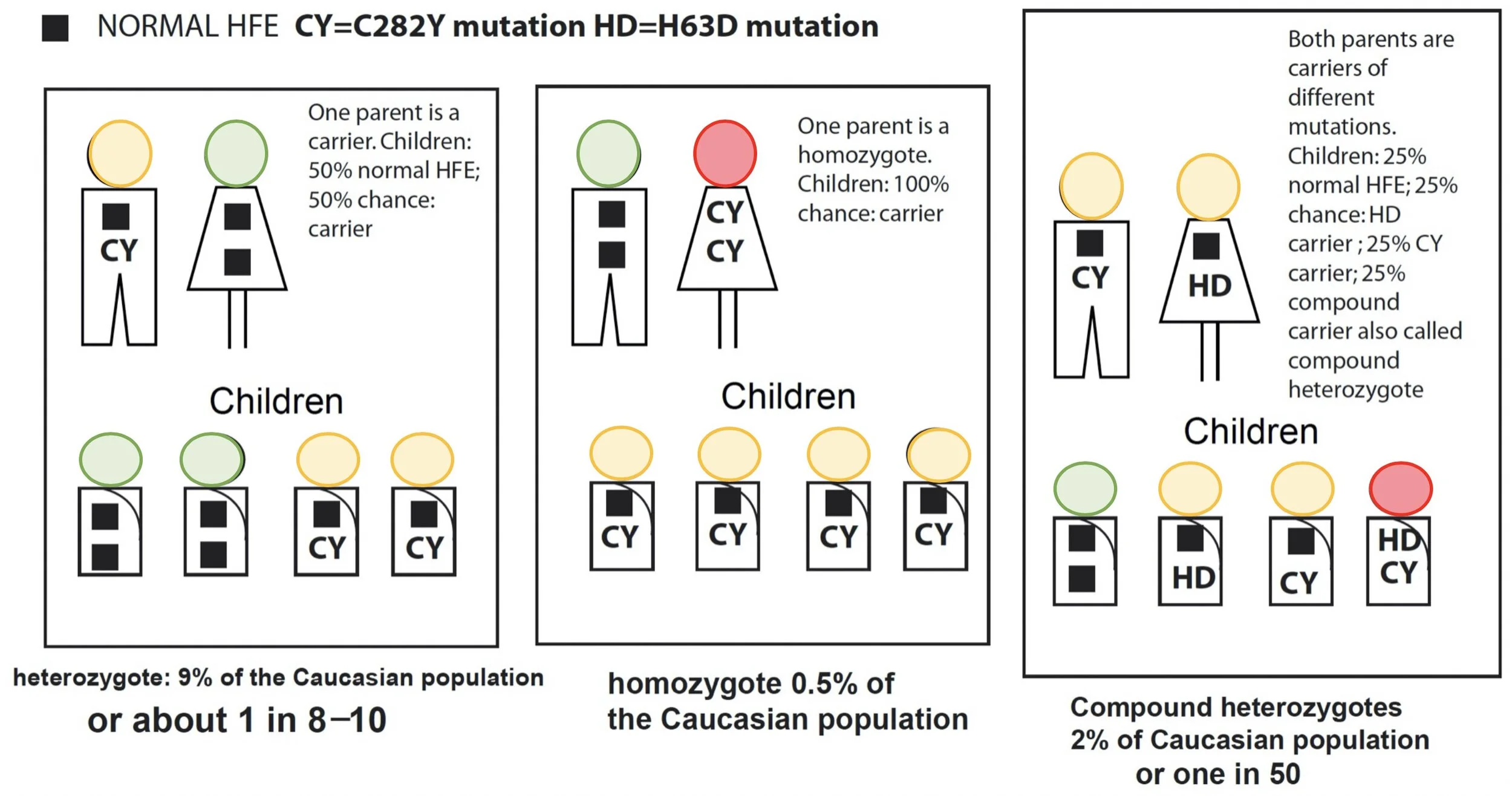 Haemochromatosis: More Common Than You Think! Let Us Learn about Its ...