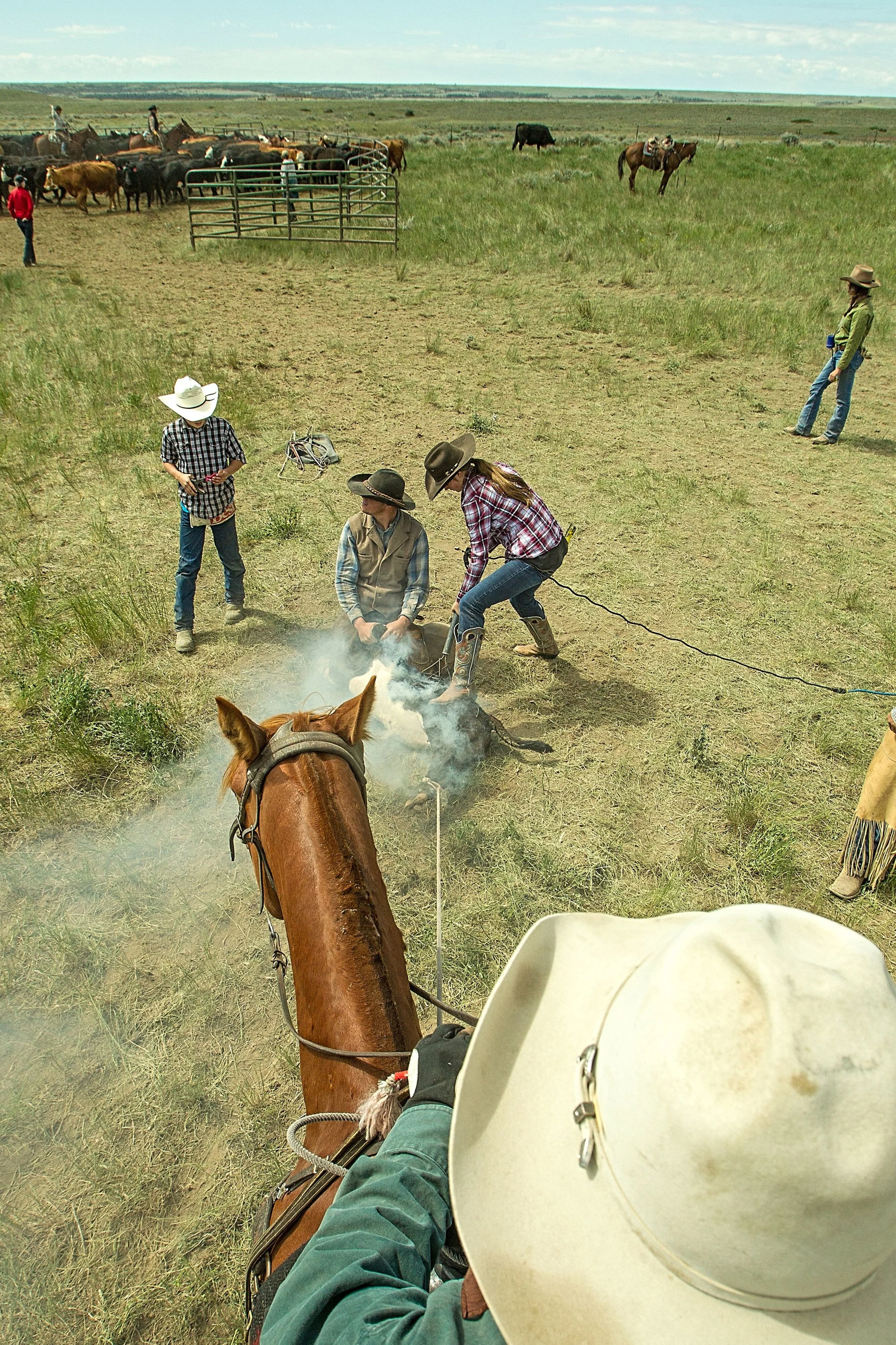Ranch Internships in Montana | Cattle & Cow-Calf Operation | IX Ranch — IX