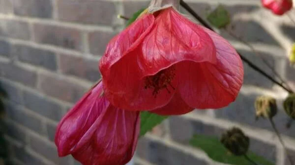 Abutilon FAQs Buy Abutilons Online UK