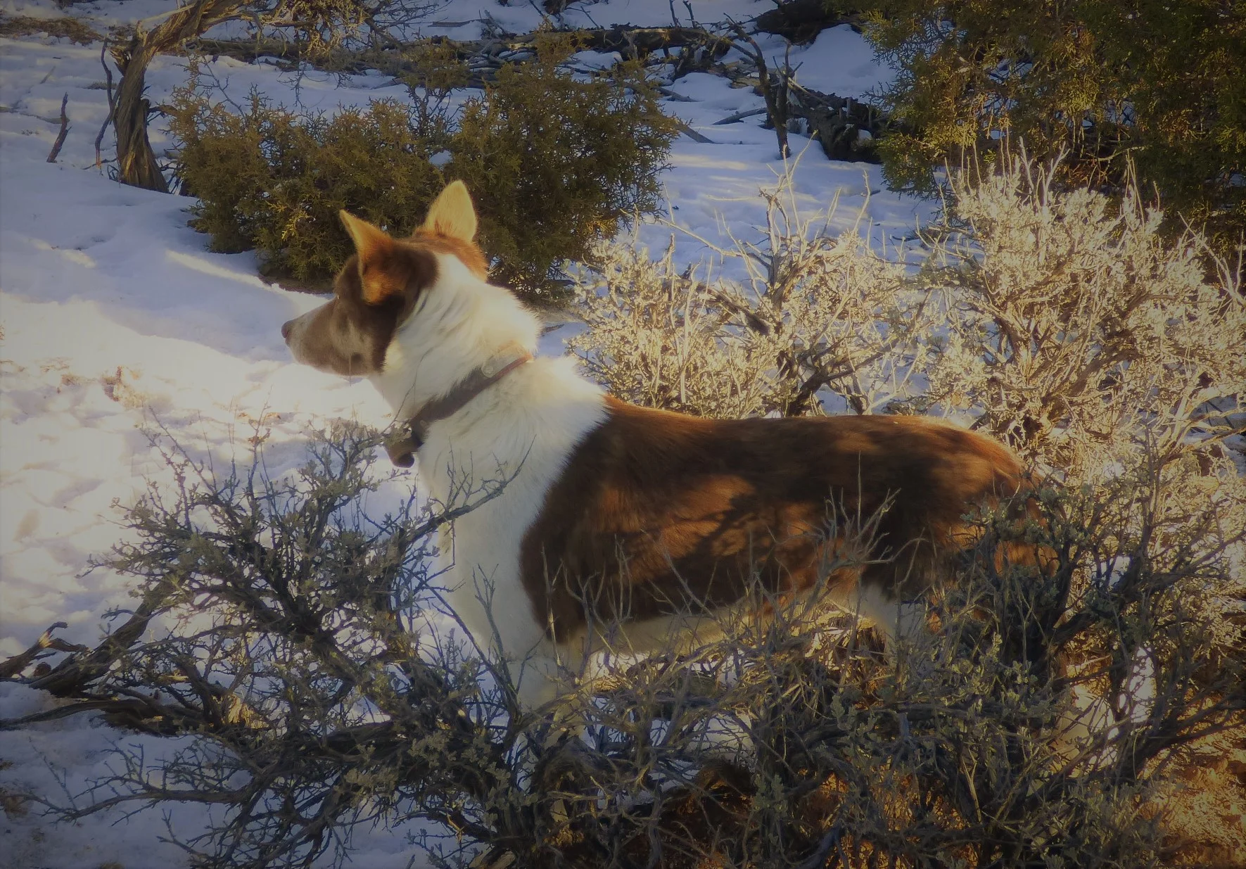 Sas (Border Collie female) — ~ the smart doodle ~ | Bordoodle Puppies ...