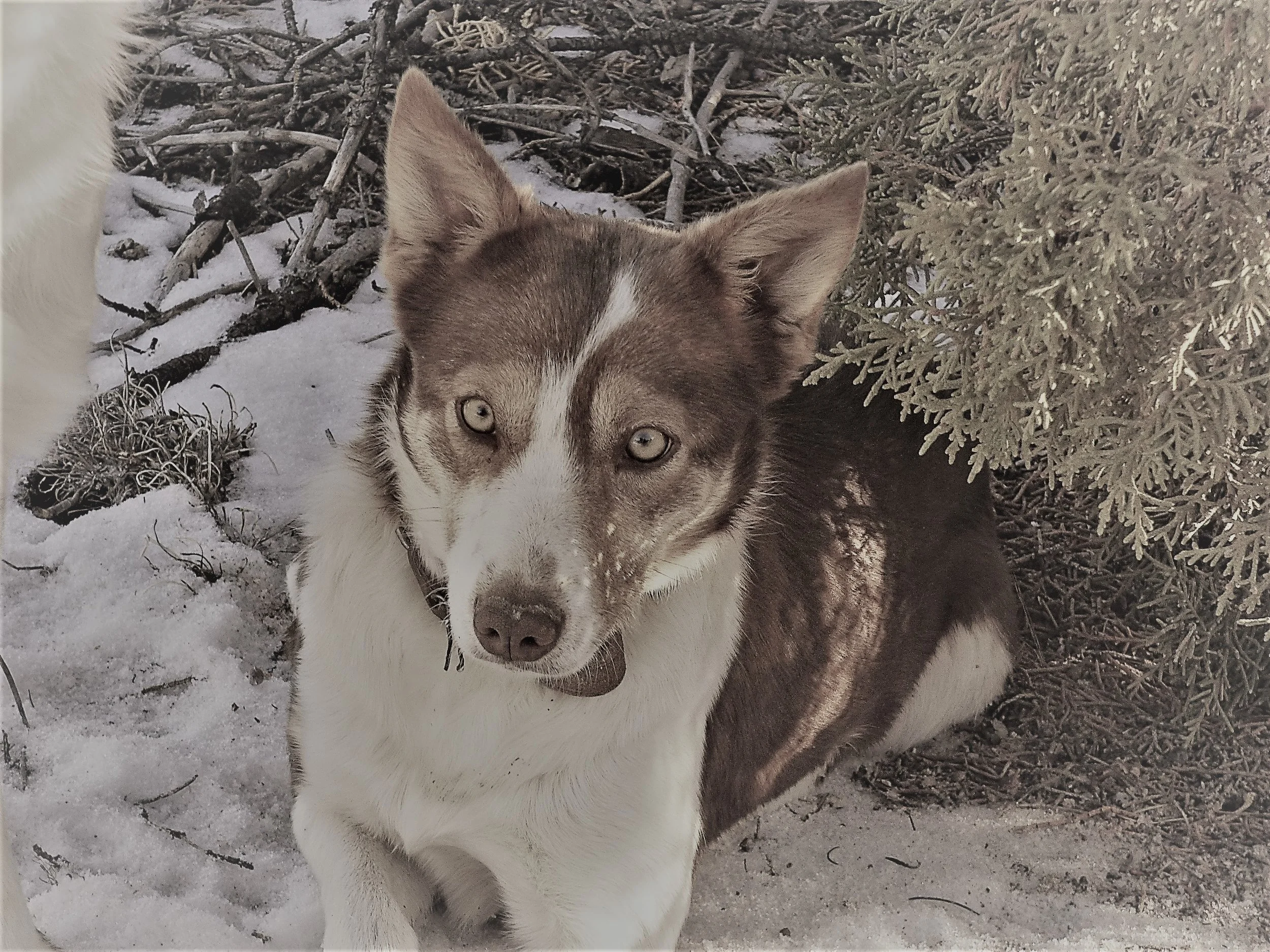 Sas (Border Collie female) — ~ the smart doodle ~ | Bordoodle Puppies ...
