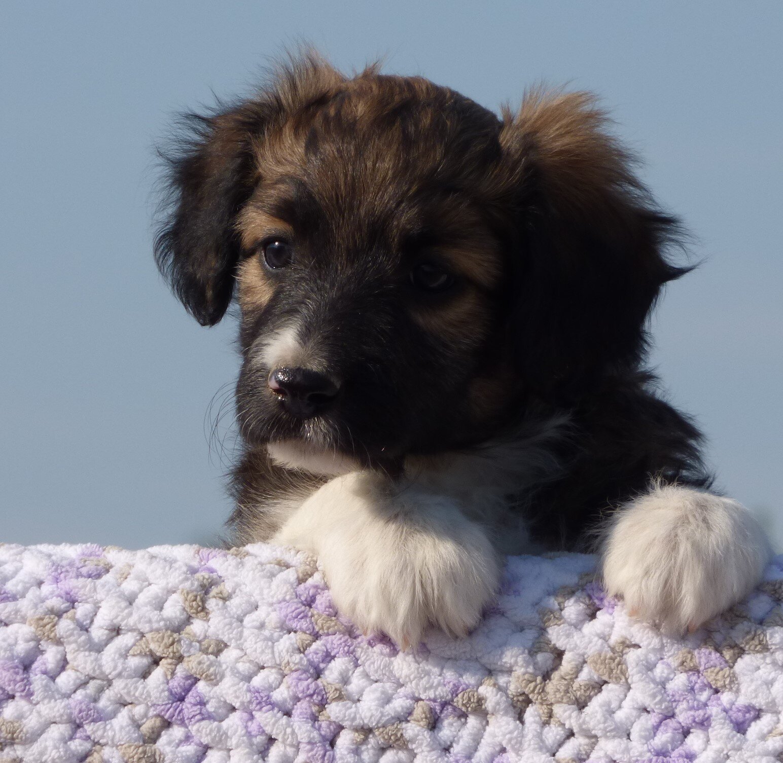 Collie Doodle Puppies