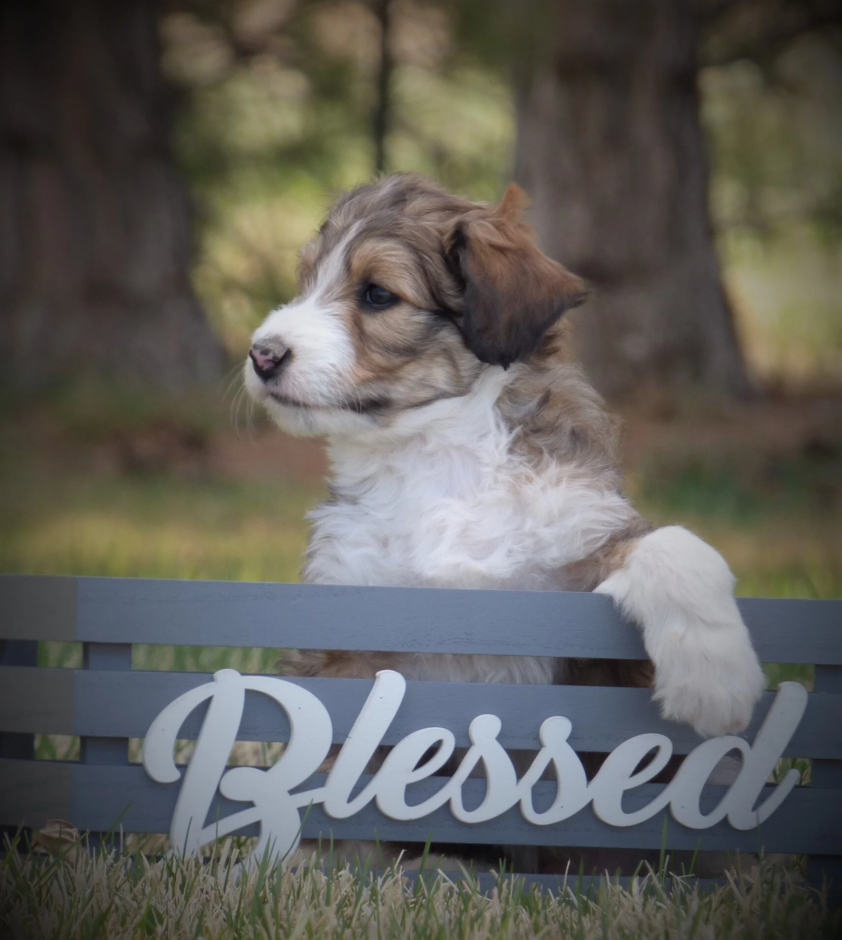 Puppies! — ~ the smart doodle