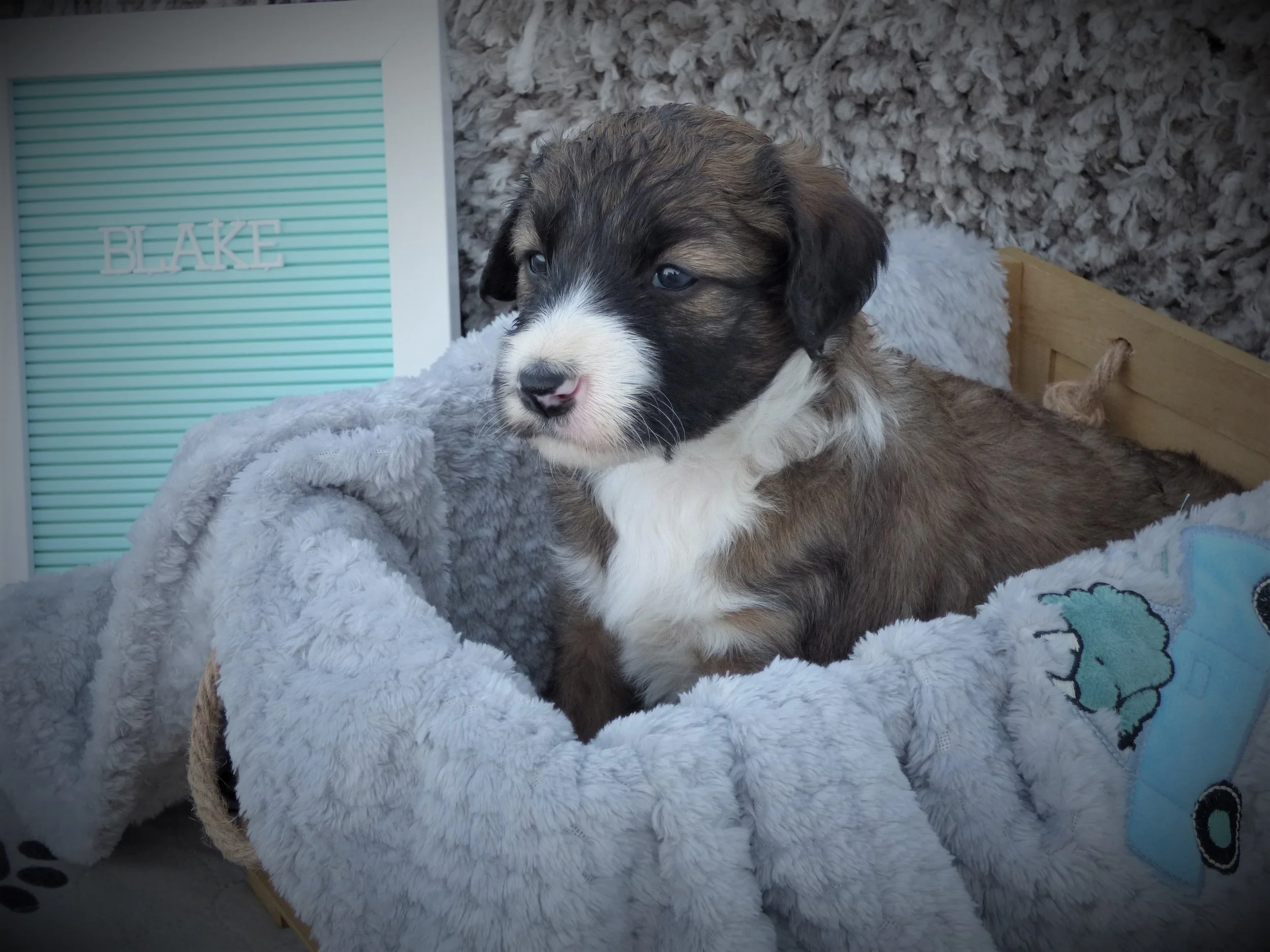 Puppies! — ~ the smart doodle