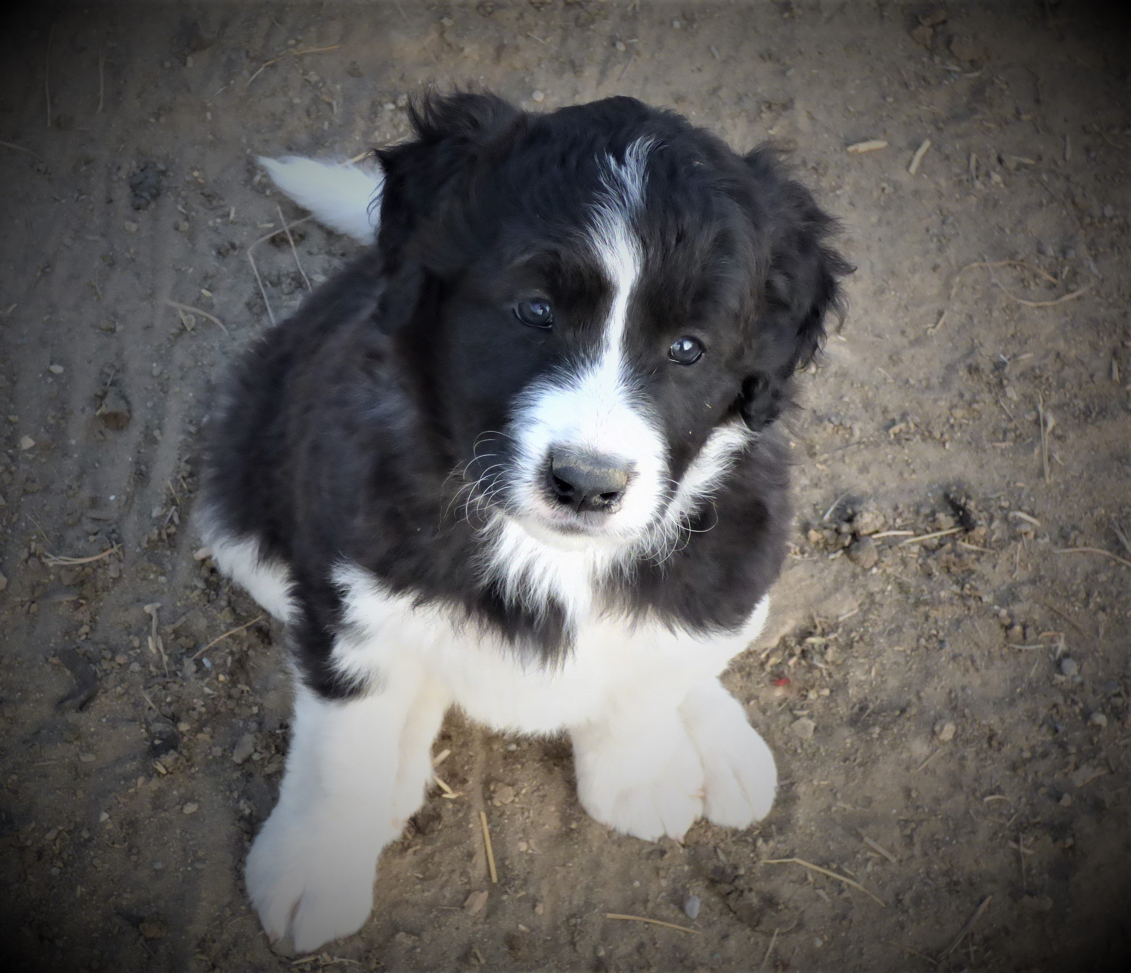 Puppies! — ~ the smart doodle