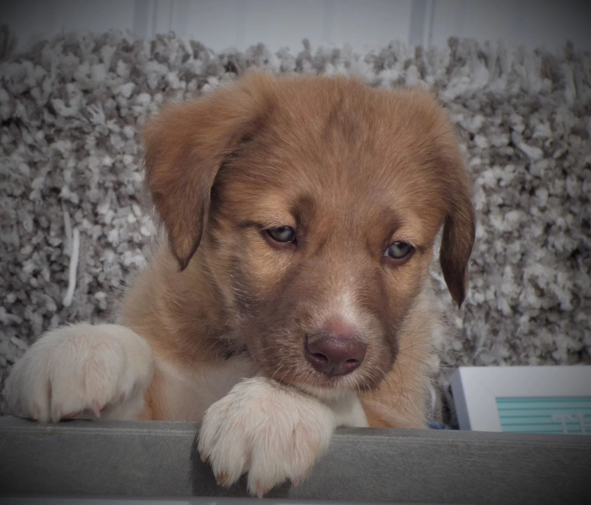 Puppies! — ~ the smart doodle