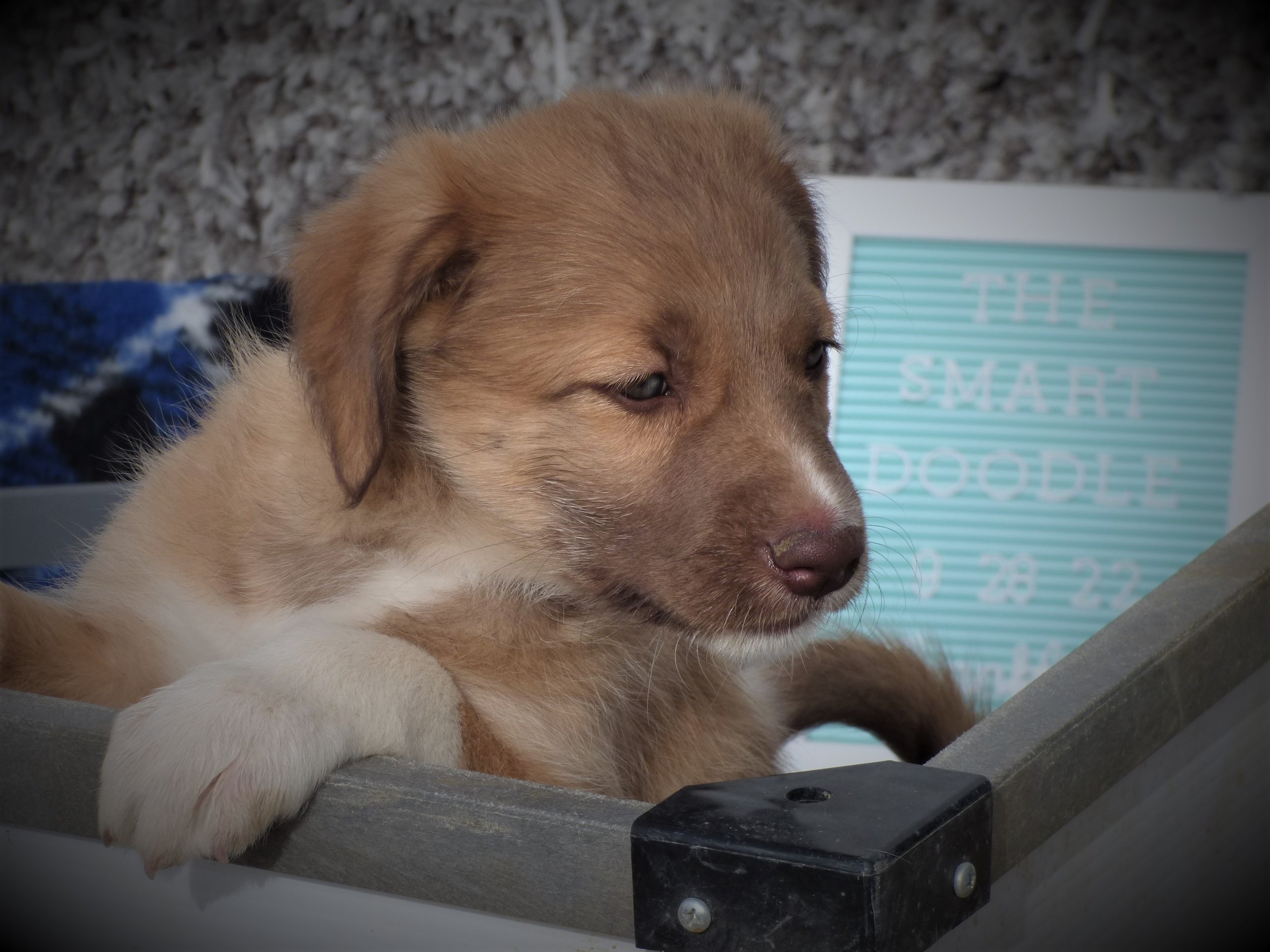 Puppies! — ~ the smart doodle