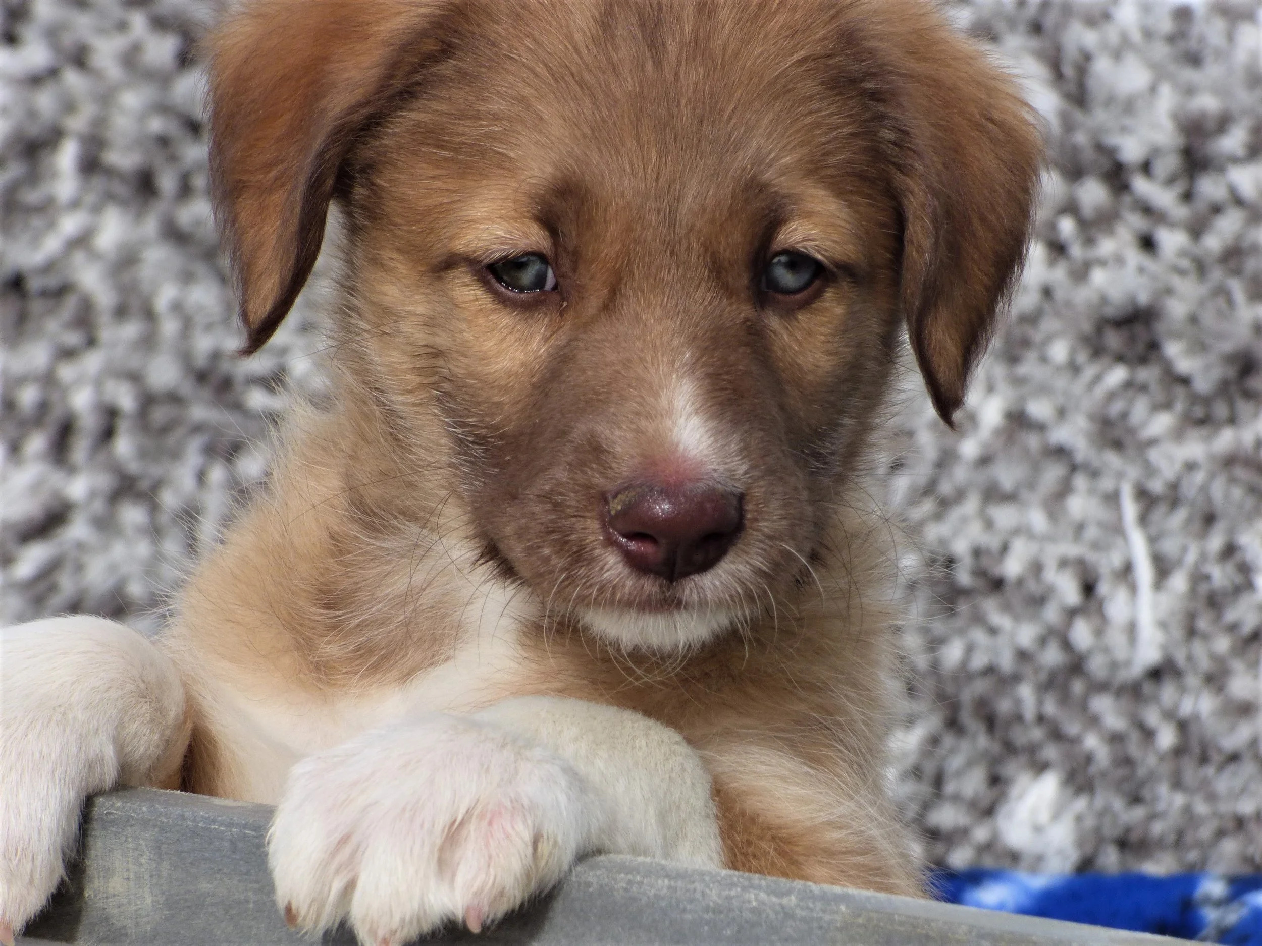 Puppies! — ~ the smart doodle