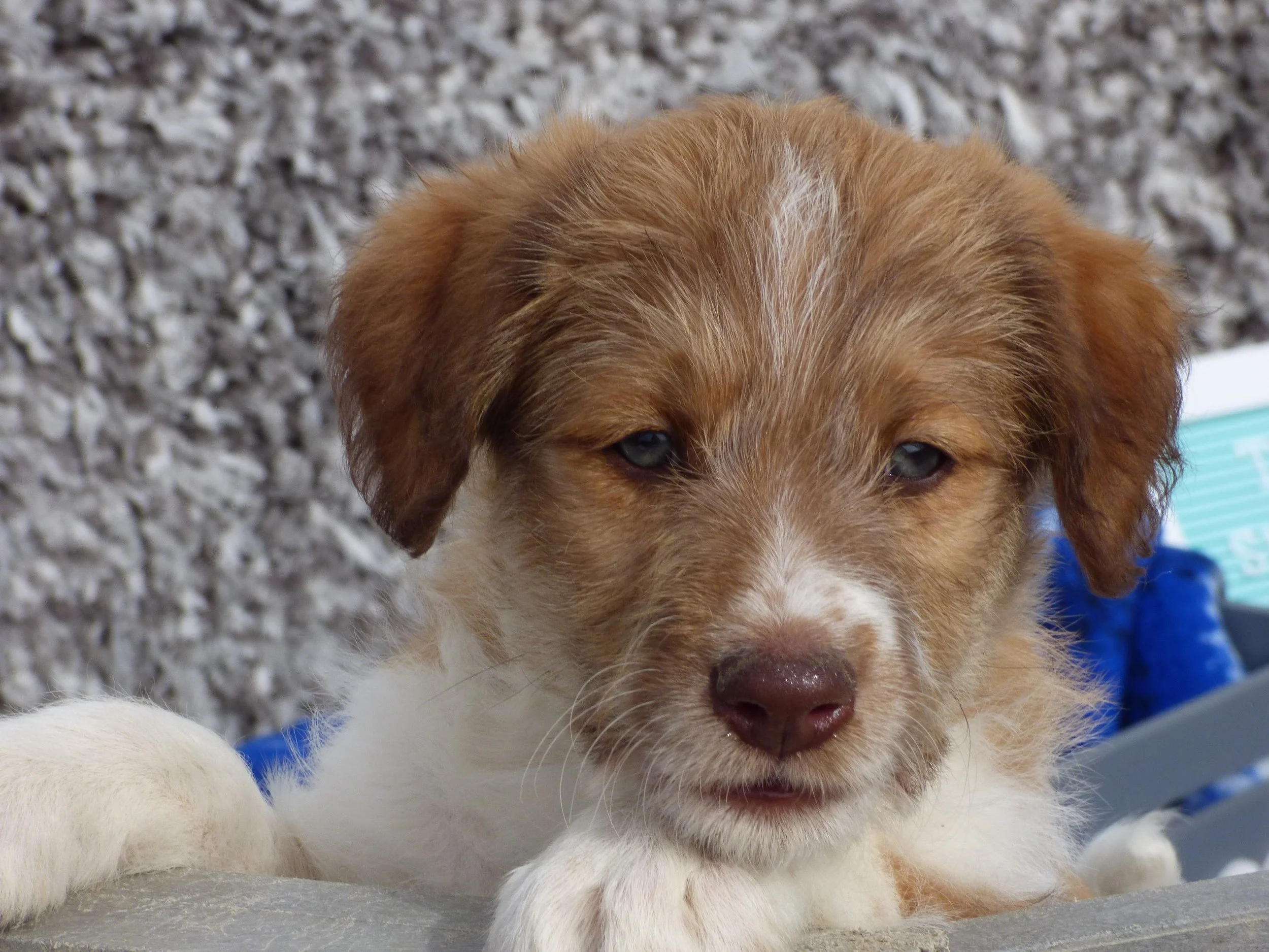 Puppies! — ~ the smart doodle