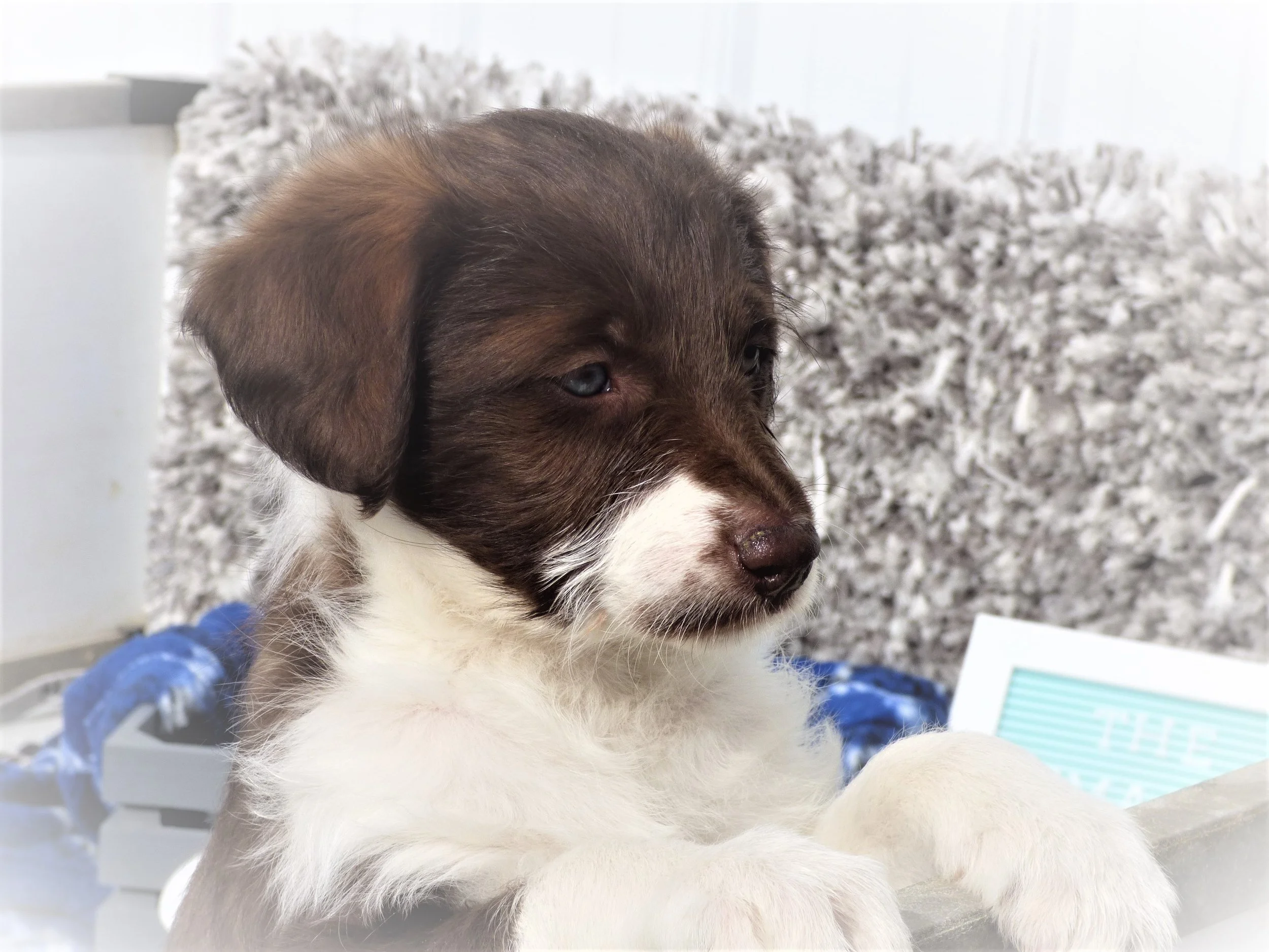 Puppies! — ~ the smart doodle