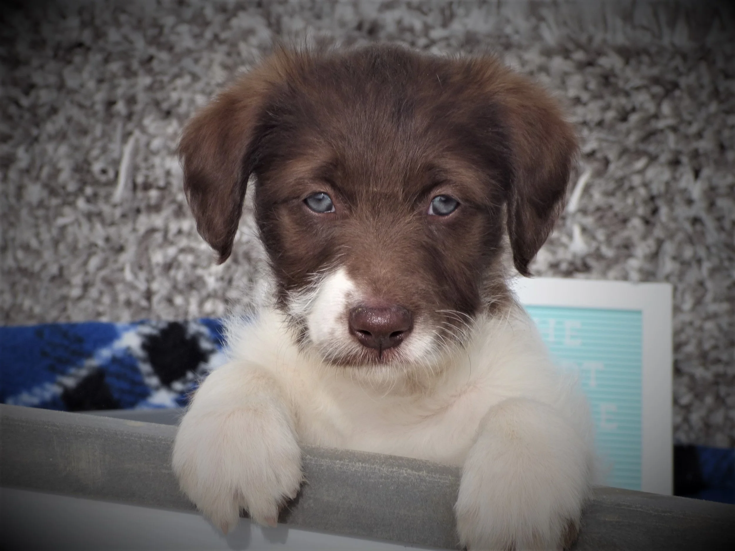 Puppies! — ~ the smart doodle