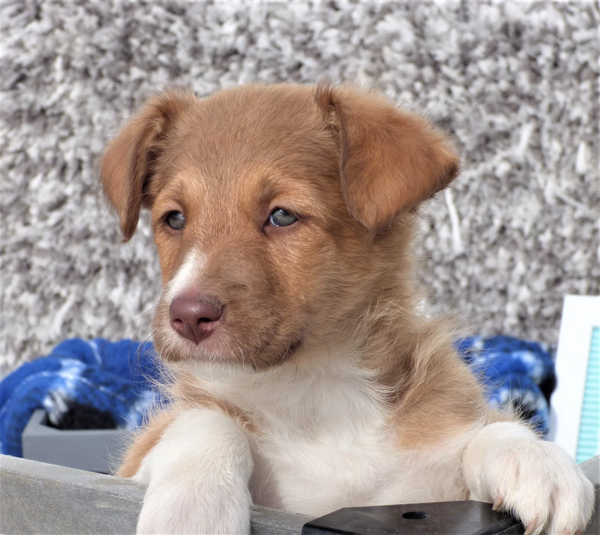 Puppies! — ~ the smart doodle