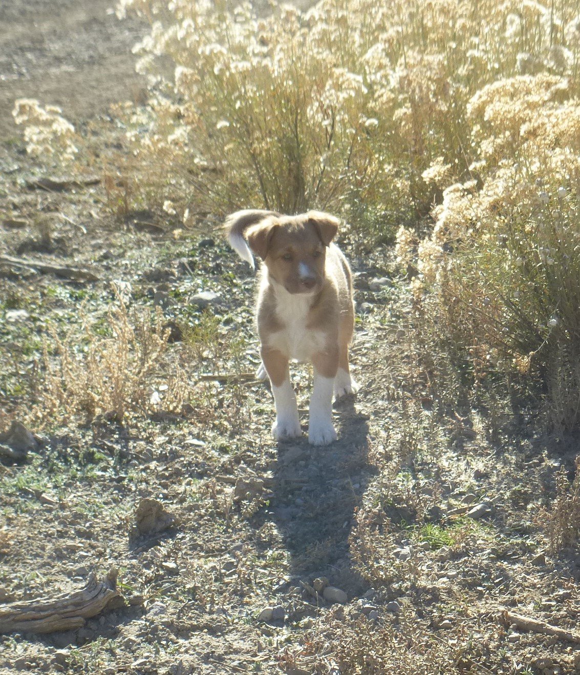 Puppies! — ~ the smart doodle