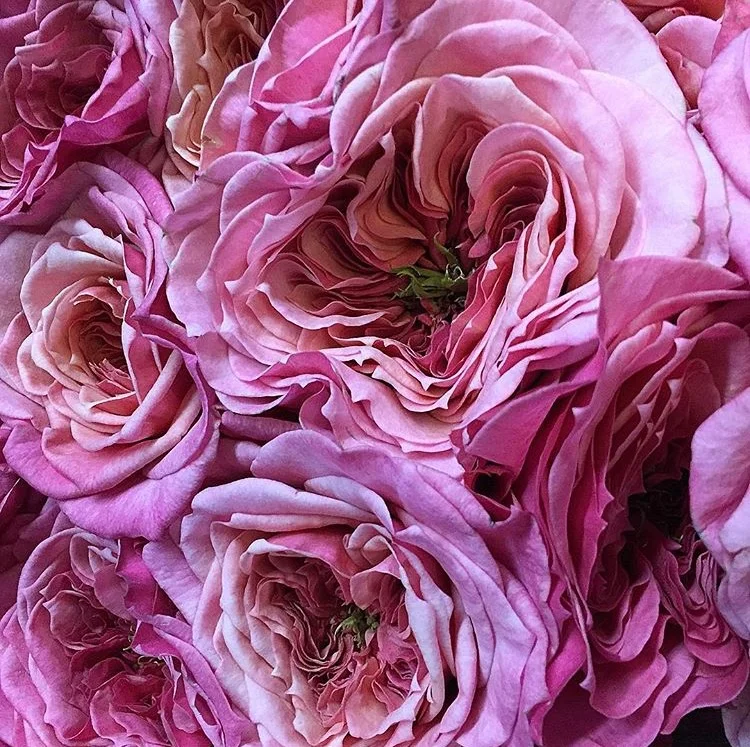 Acupuncture — Ama Wellness Center