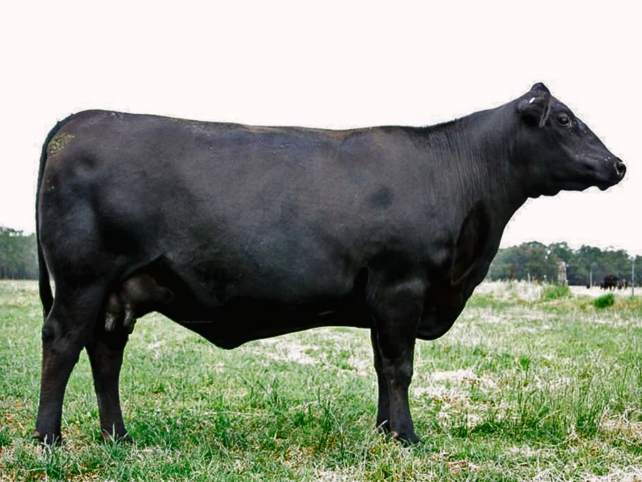 Females — Little Meadows Angus | Dardanup, Western Australia