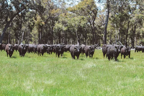 About — Little Meadows Angus | Dardanup, Western Australia