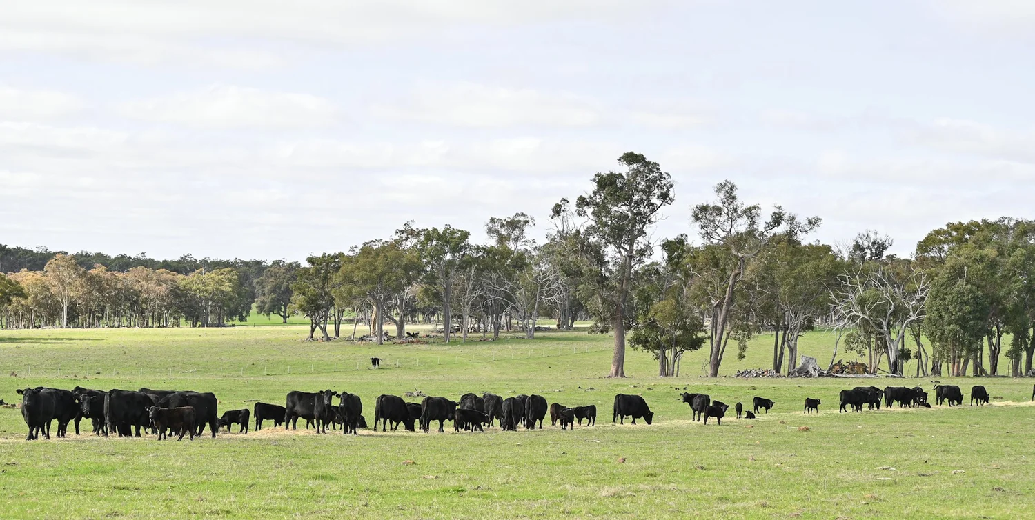 About — Little Meadows Angus | Dardanup, Western Australia