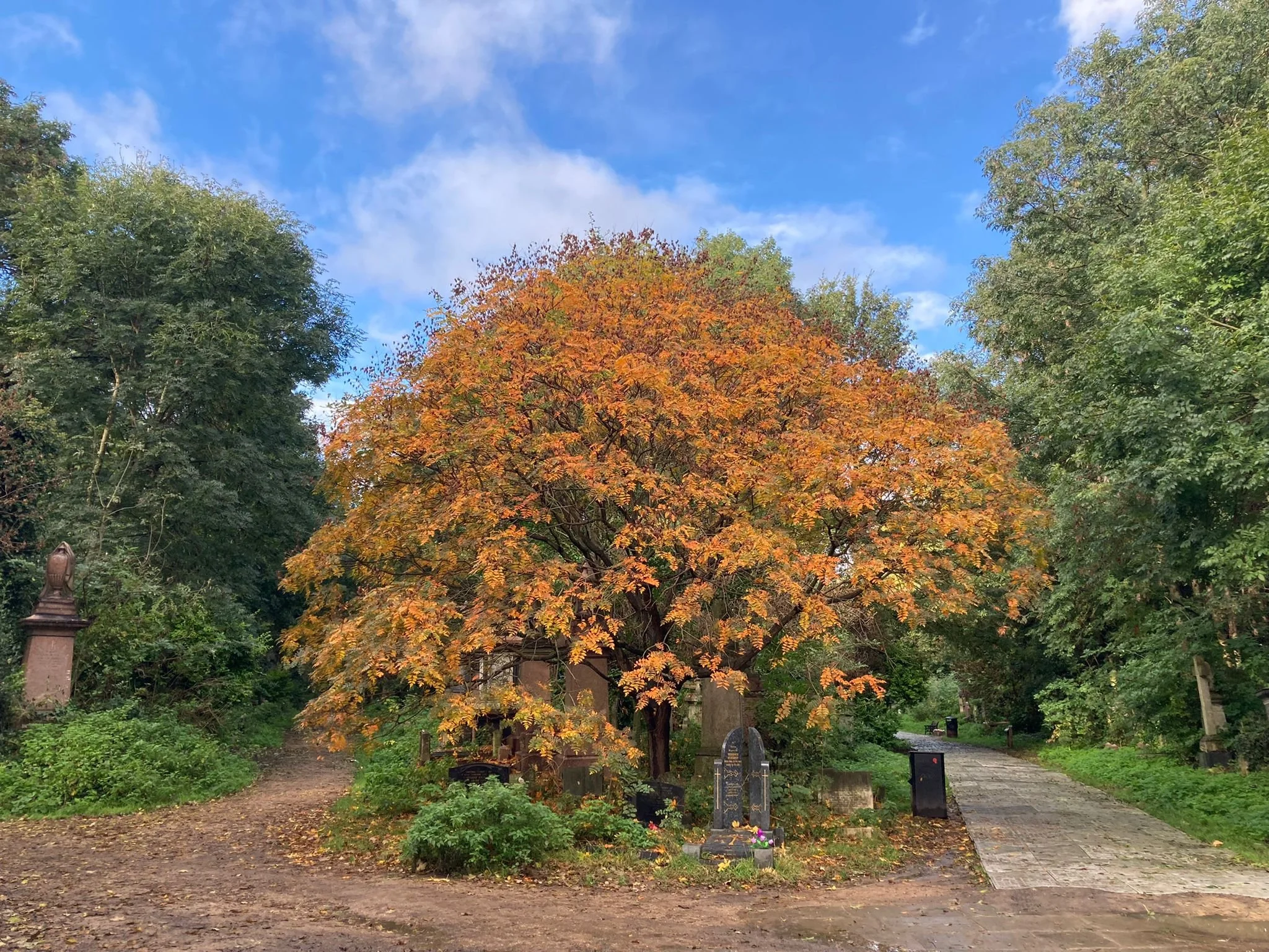 Ecology of Abney Park — Abney Park