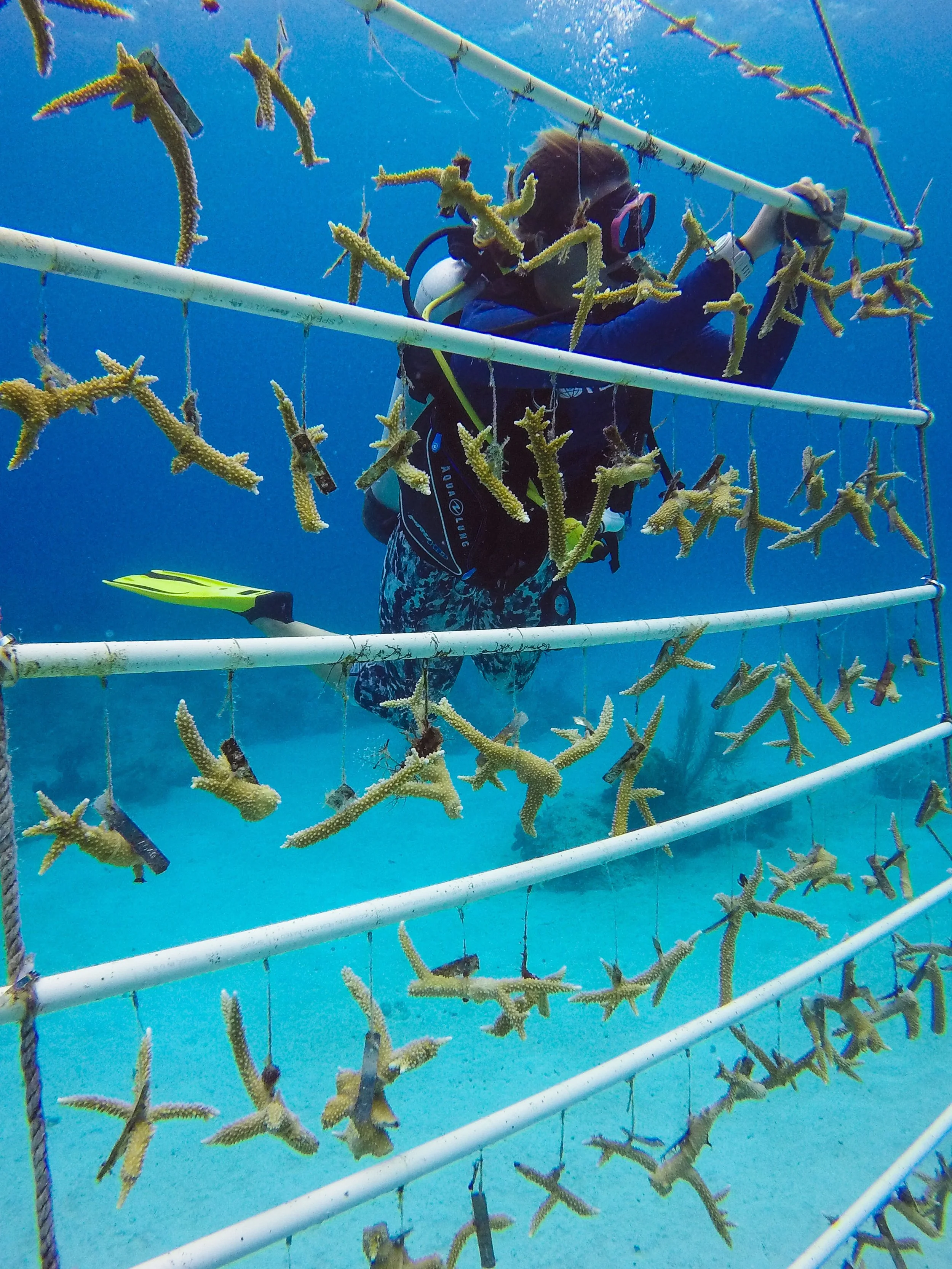 Projects — Turks and Caicos Reef Fund