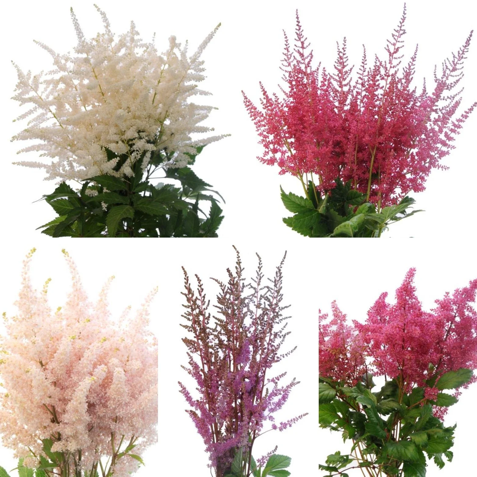 Blush and Neutral Rose Box — The Floral Source