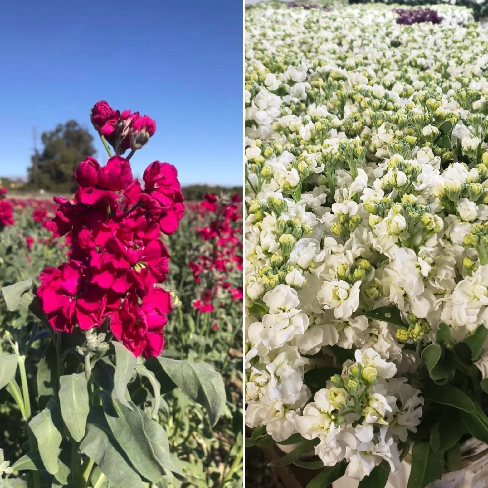 Extra Large California Mix Box - 205 stems — The Floral Source