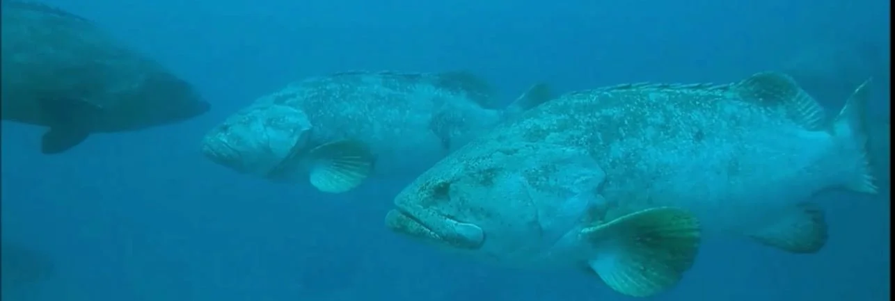 South Florida Divers Inc - Dive Club