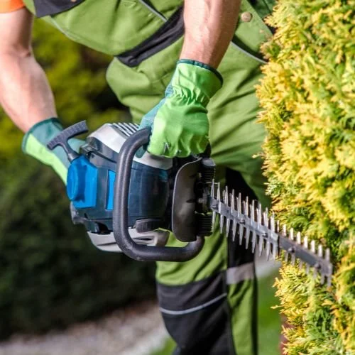 Tree Shaping and Hedging in St. Augustine, FL, and the surrounding ...