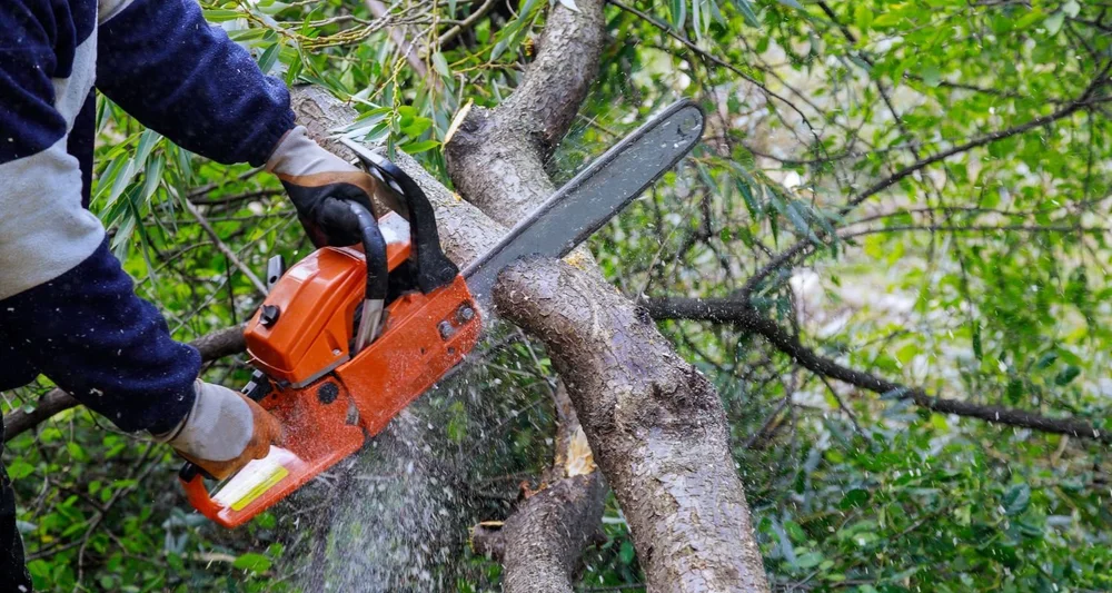 Tree Shaping and Hedging in Spring Hill, FL, and across Pasco, Hernando ...