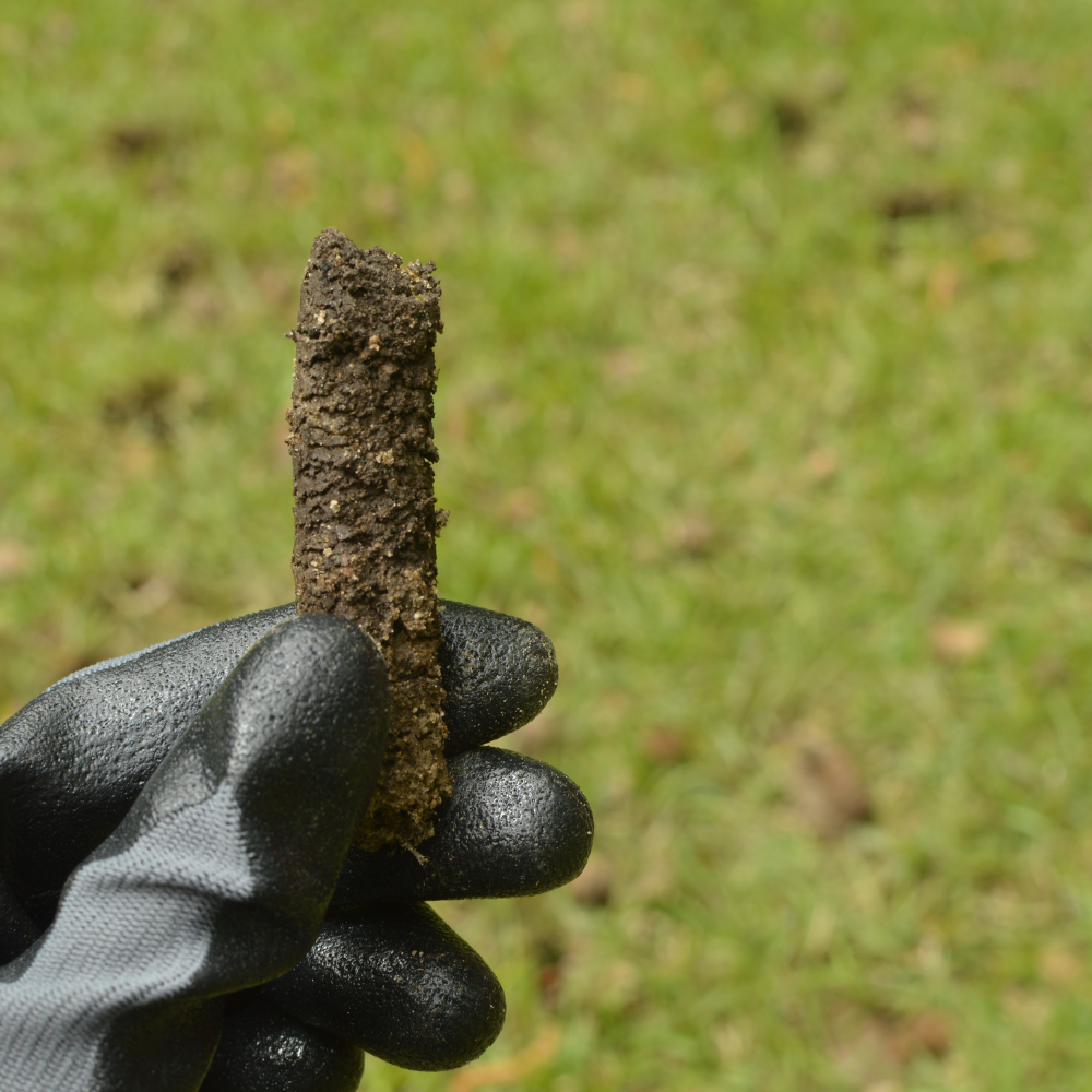 Why Trees Need Soil Aeration — Chuck's Tree Service