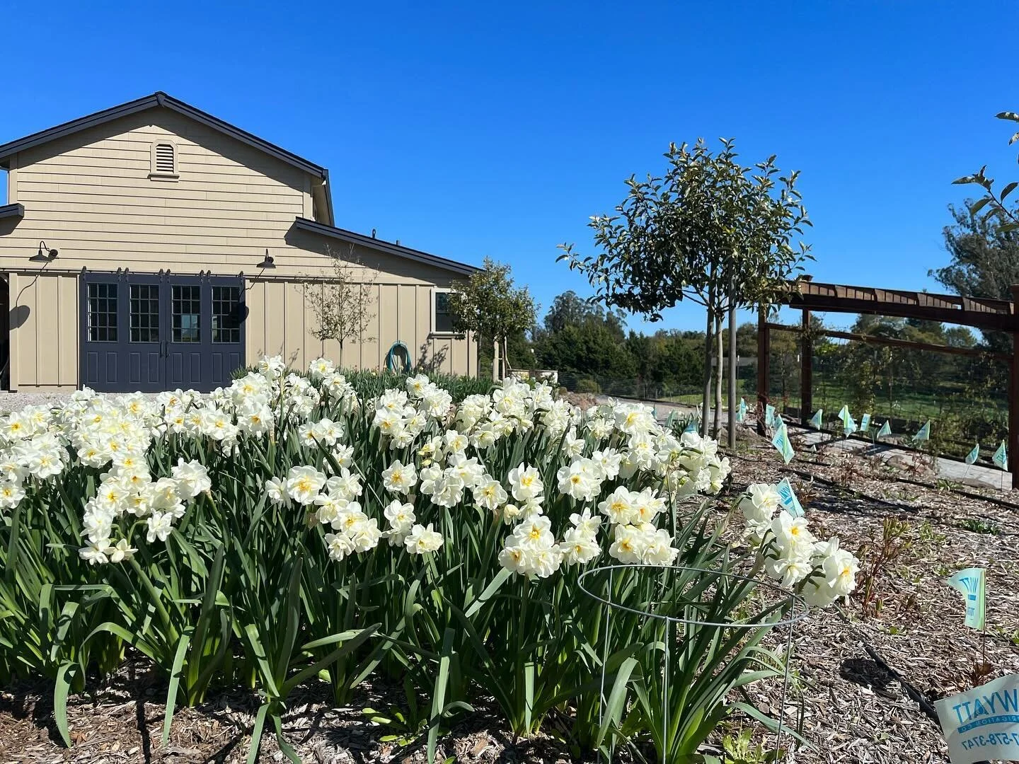 Flower Care — PUCK'S GARDEN