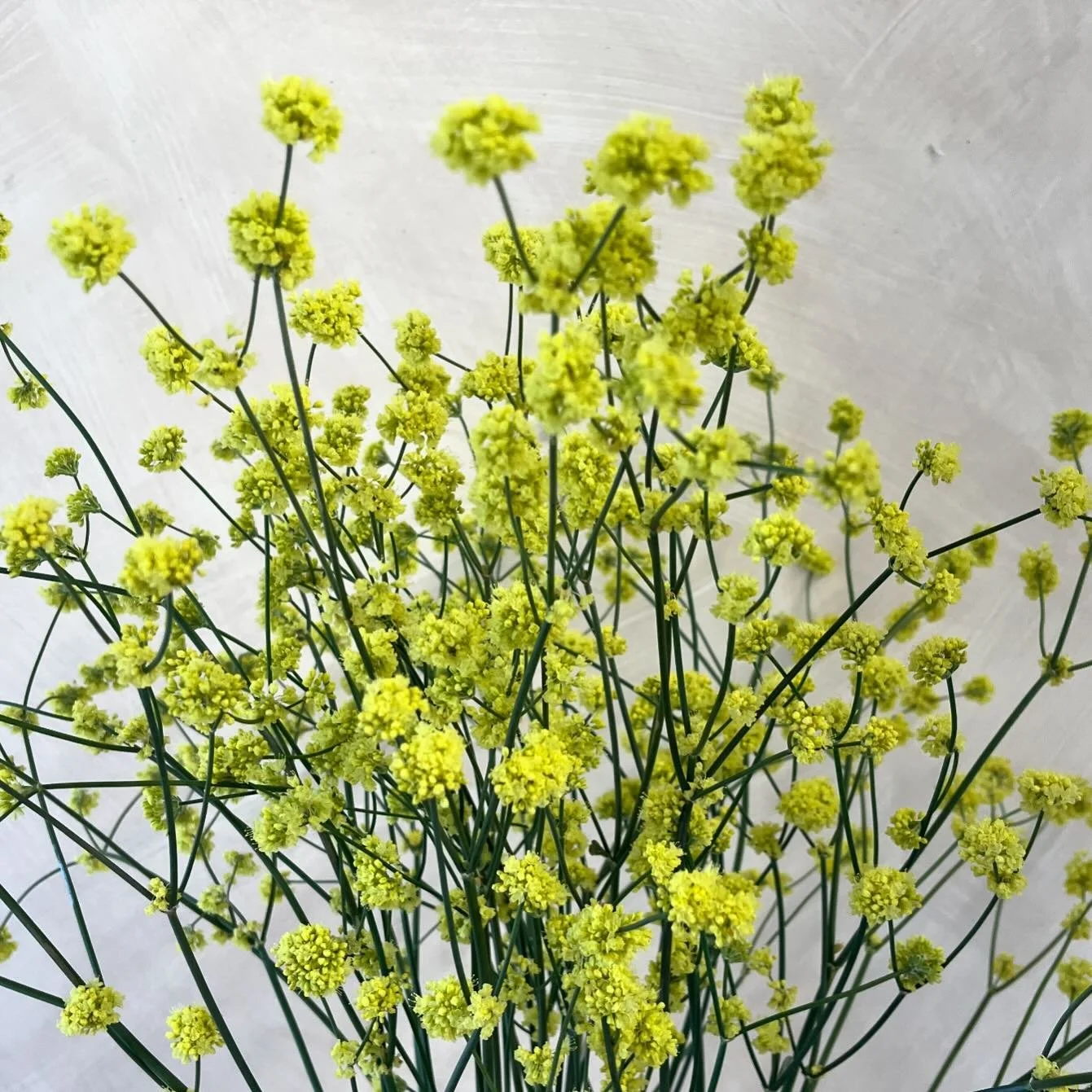 Flower Care — PUCK'S GARDEN