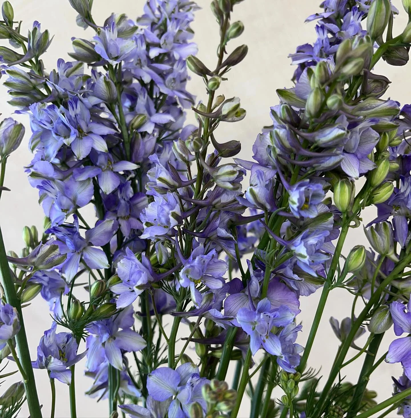 Flower Care — PUCK'S GARDEN