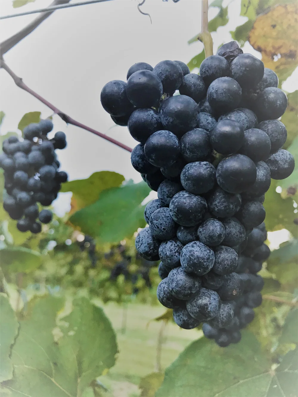 Grapes | Experience Fine Wines Today — Dale Hollow Winery